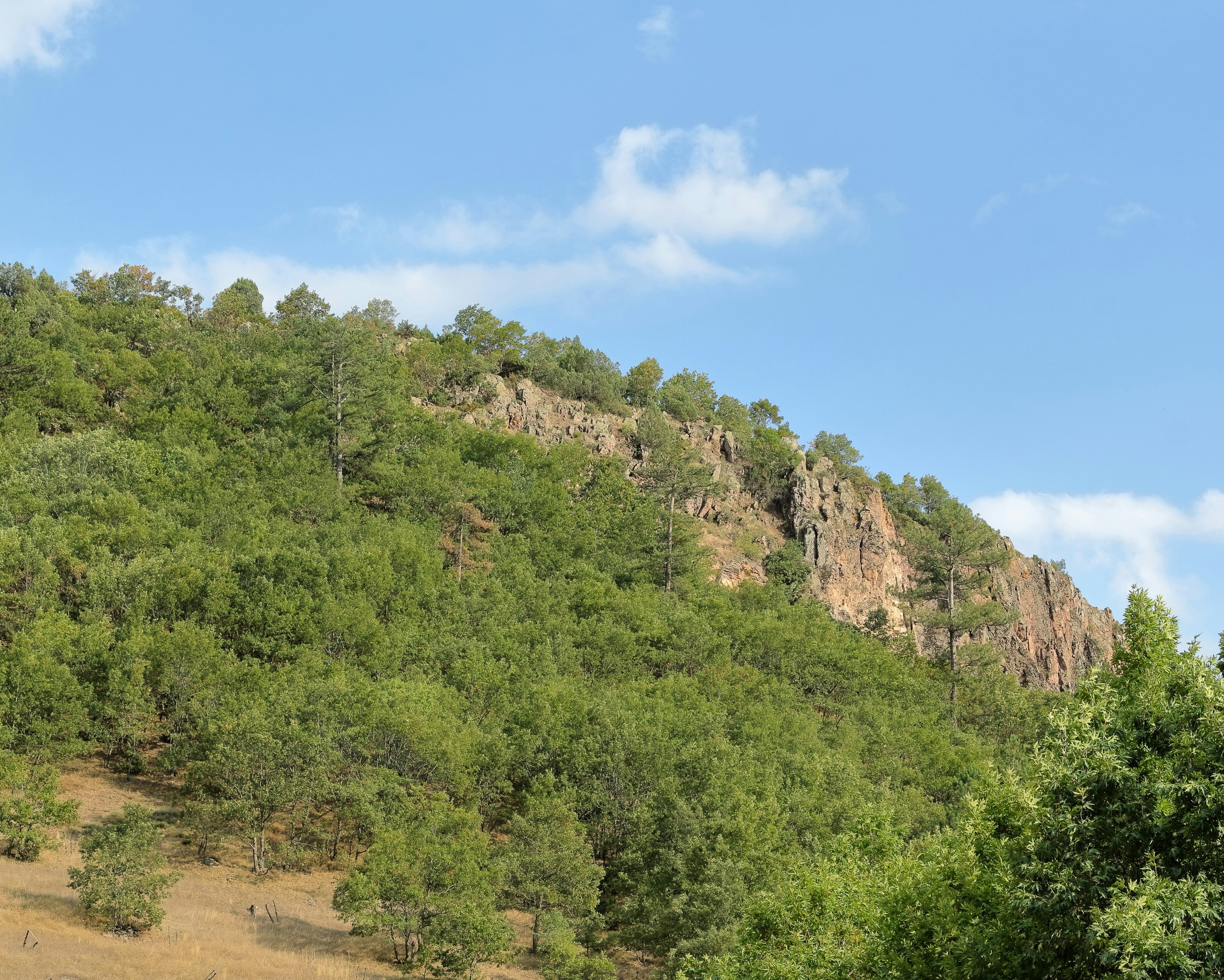 Sunlit Ridge: Pine-Cilled Bluff under a Clear Sky