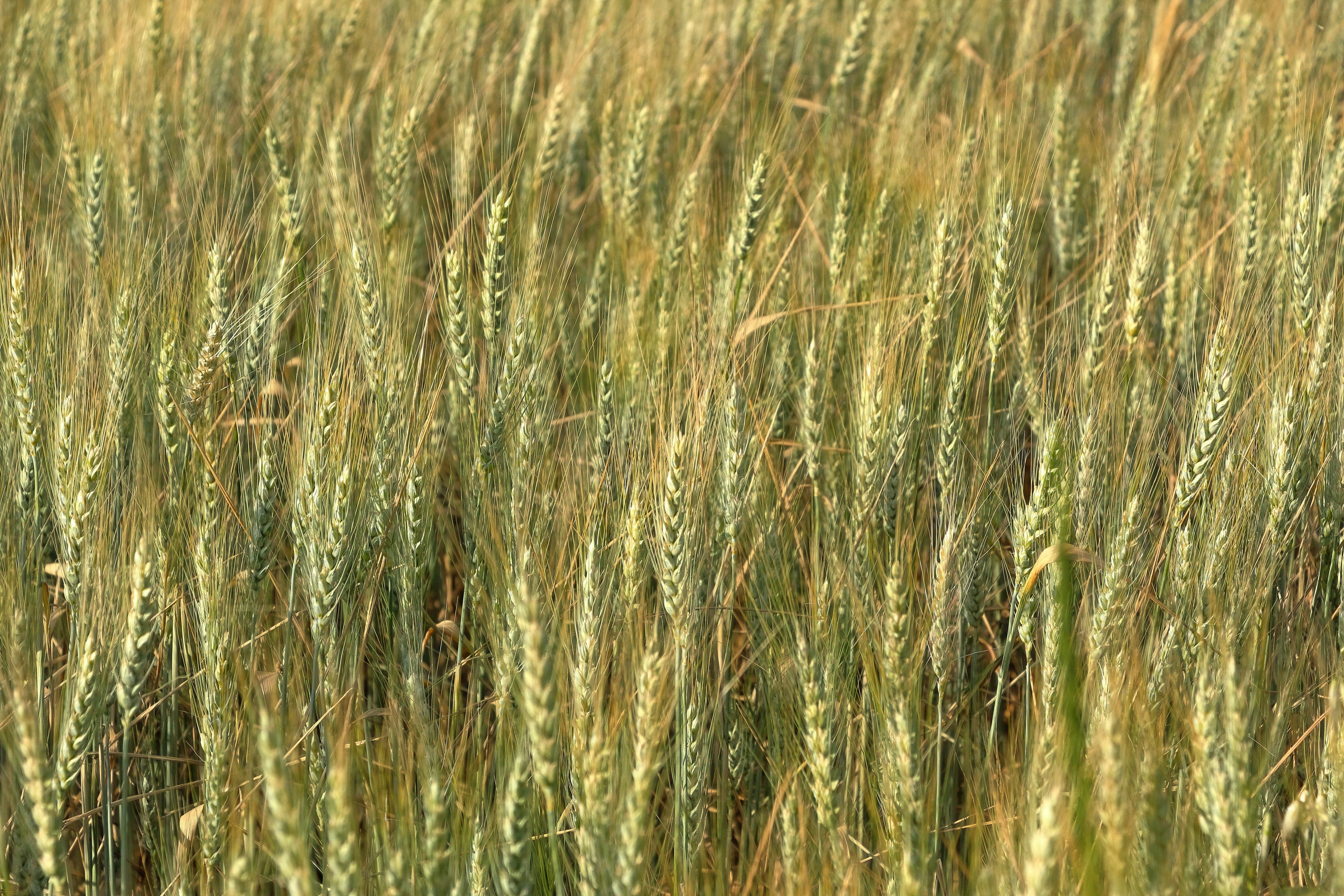 Golden Wave: A Sea of Wheat Heads in Sunlit Field