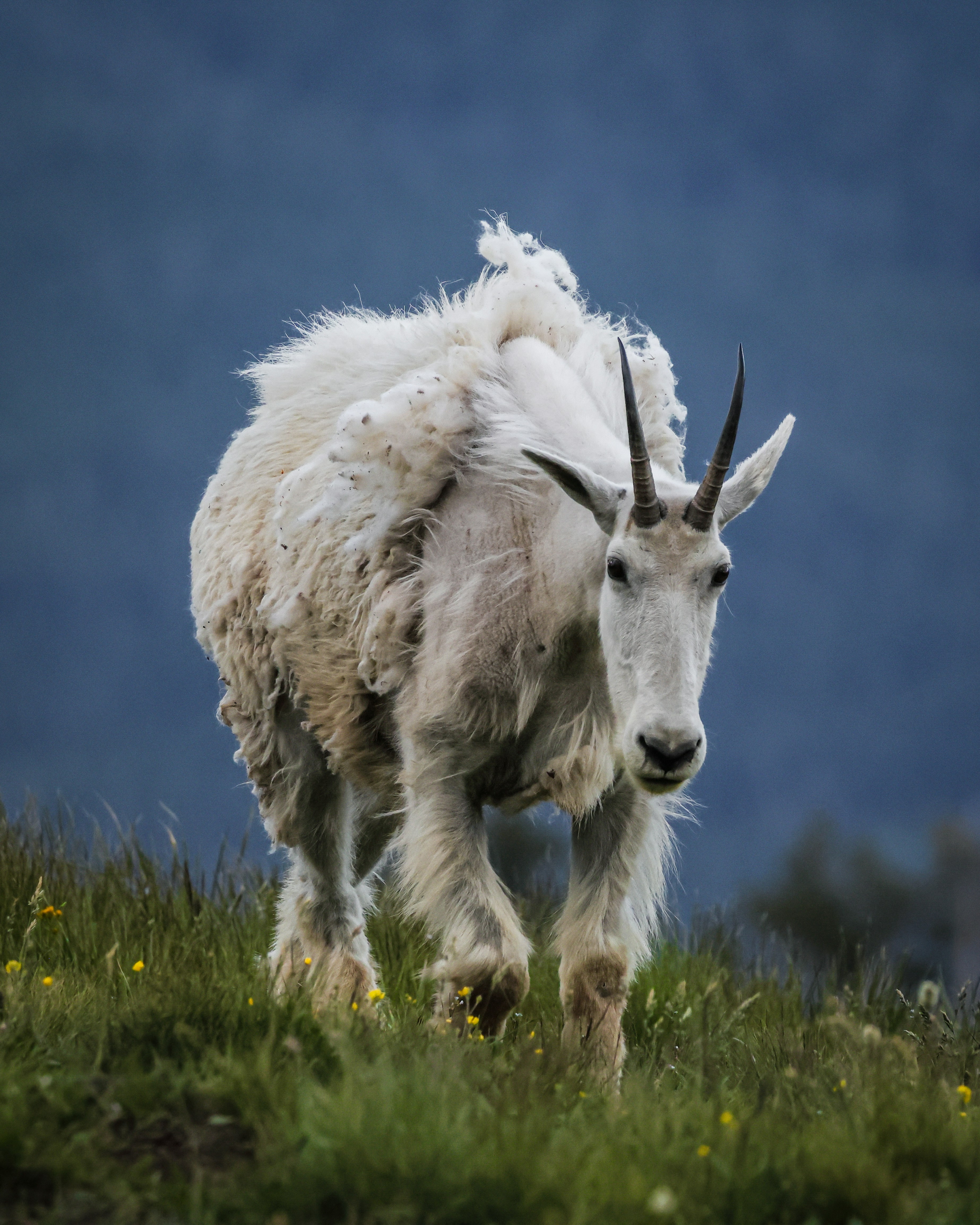 White Mountain Goat on a Mossy Ridge
