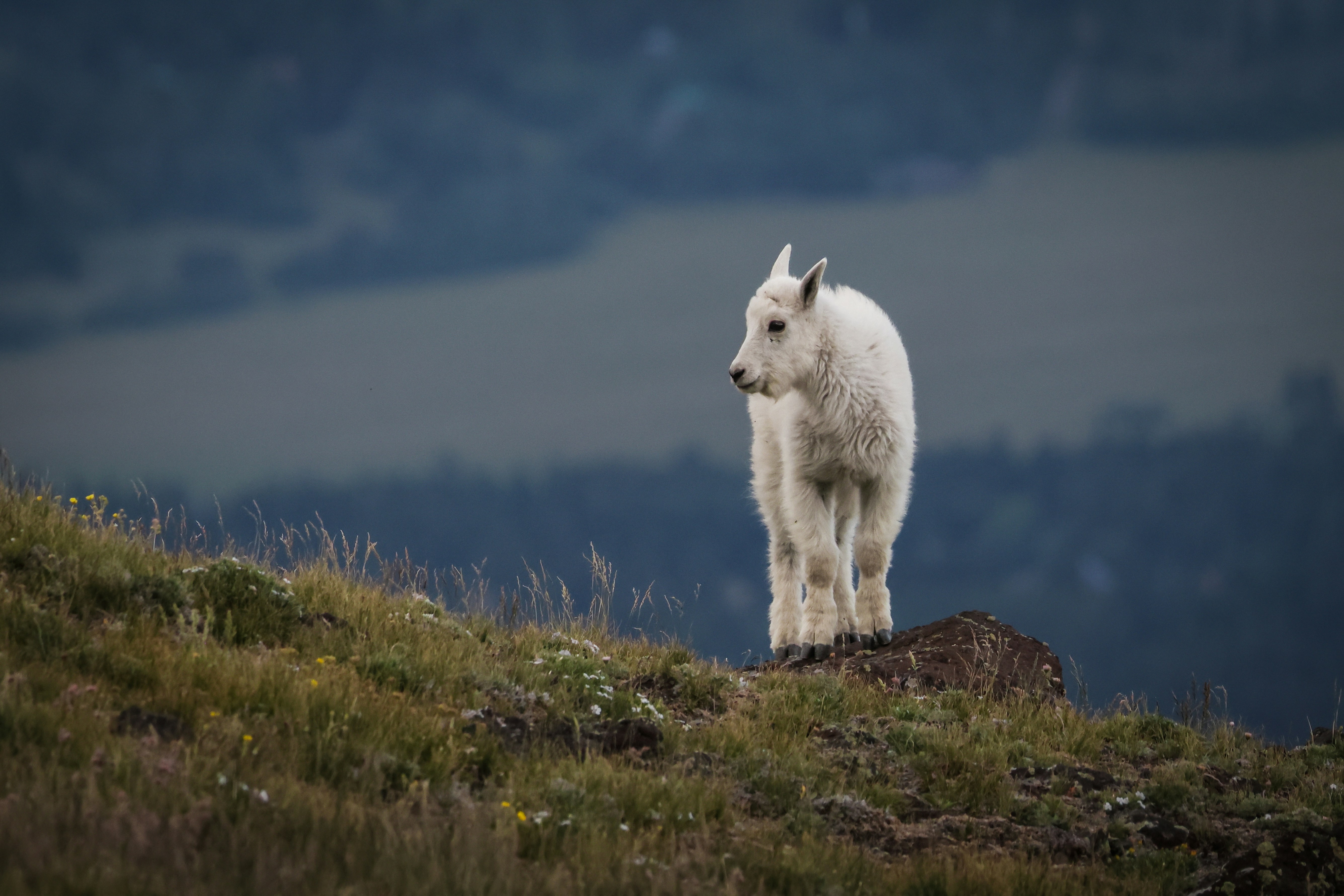 Highland Watch: White Foal Standing Above the Moor