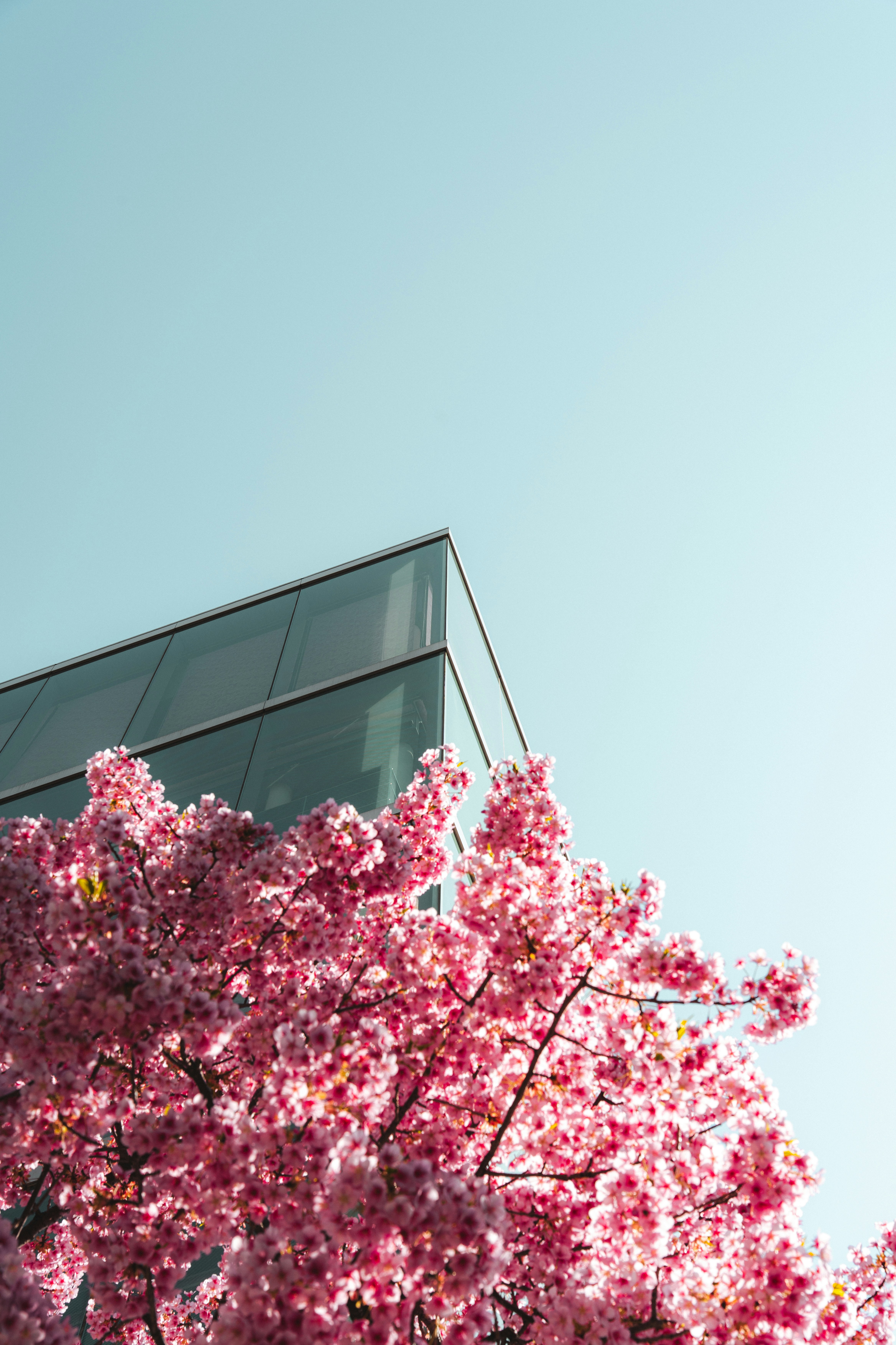 Pink Blossom Edge: Modern Glass Meets Spring Orchard