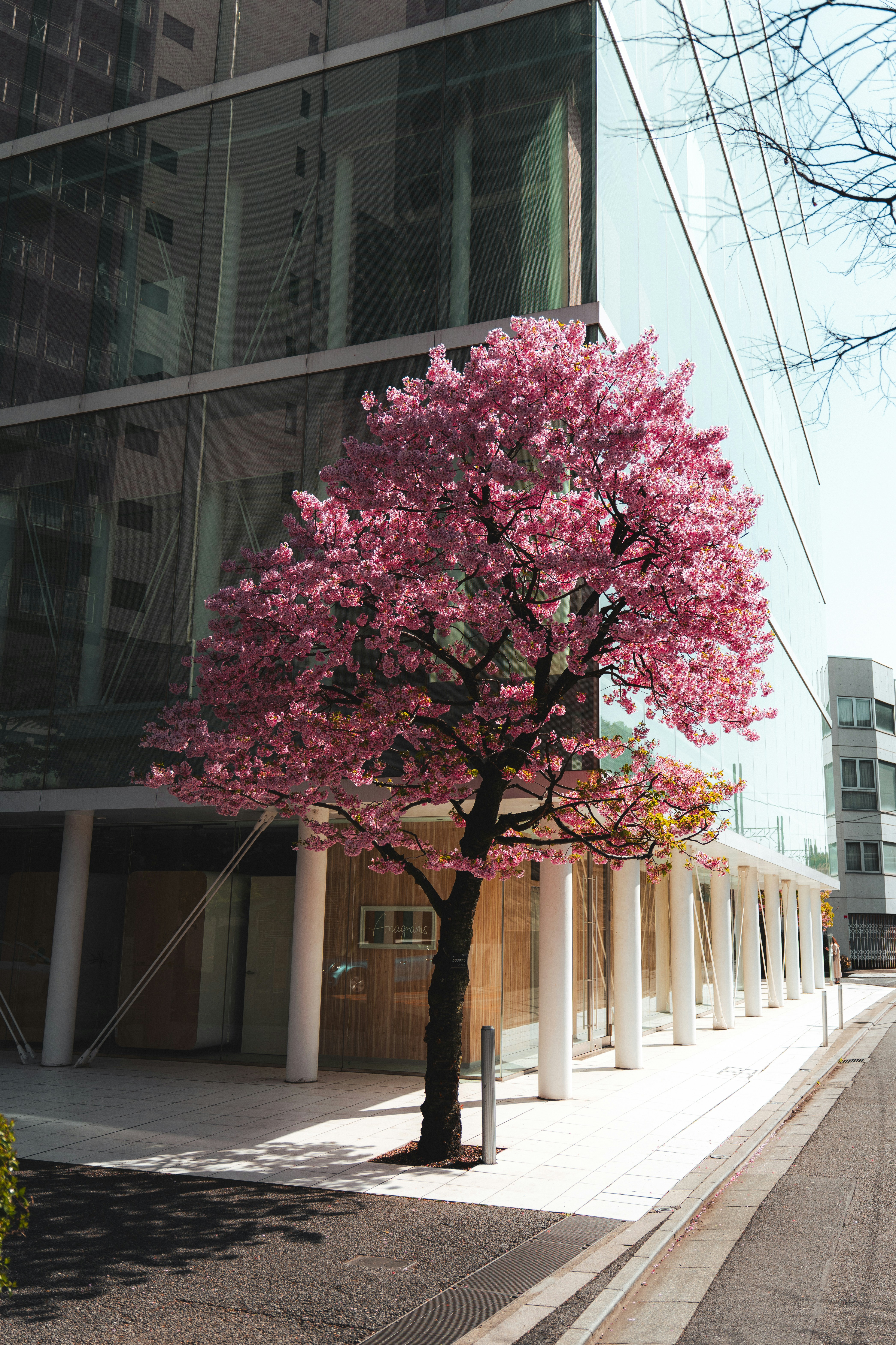 Cherry Blossom in Urban Light