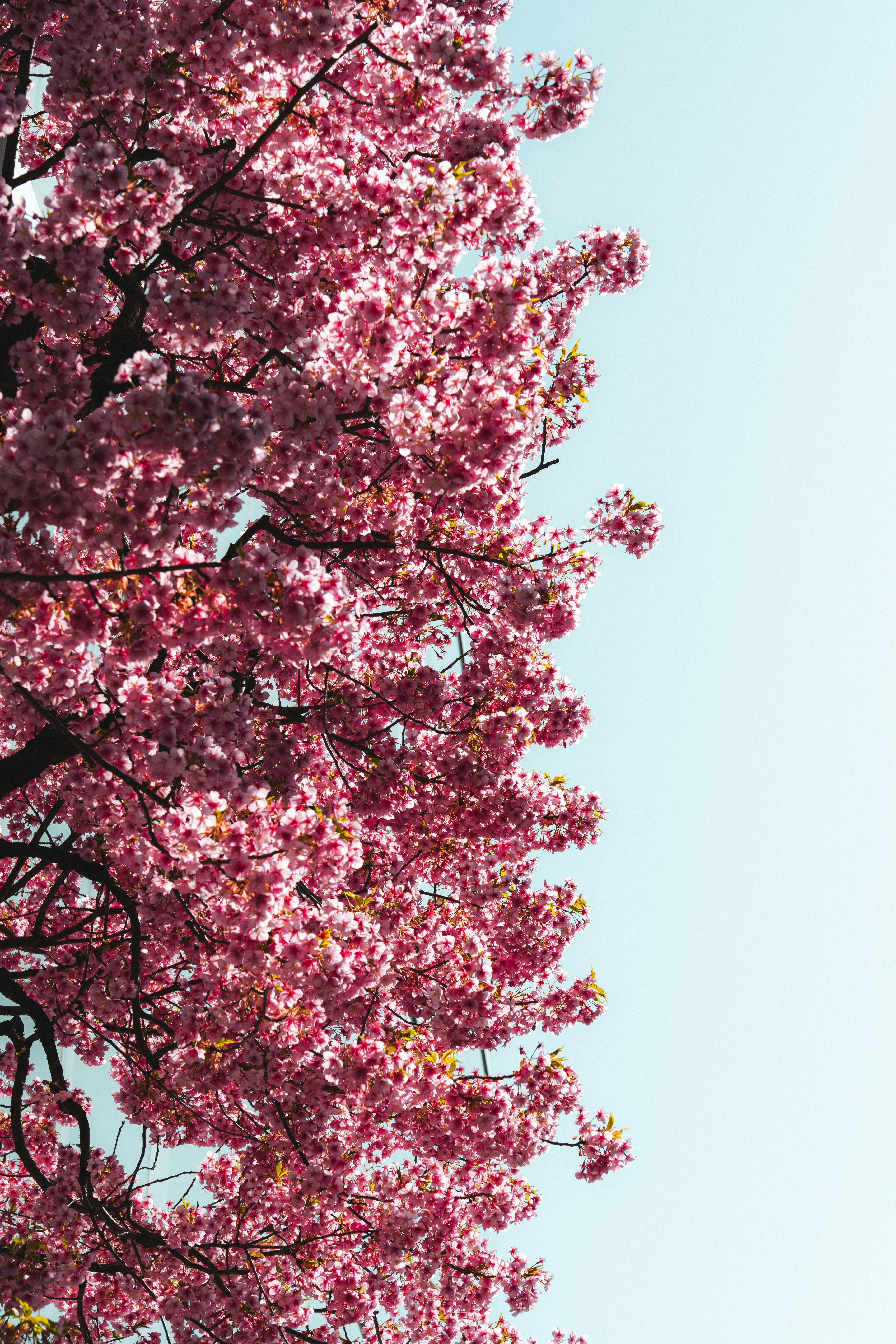 Blossoms Against a Wide Sky