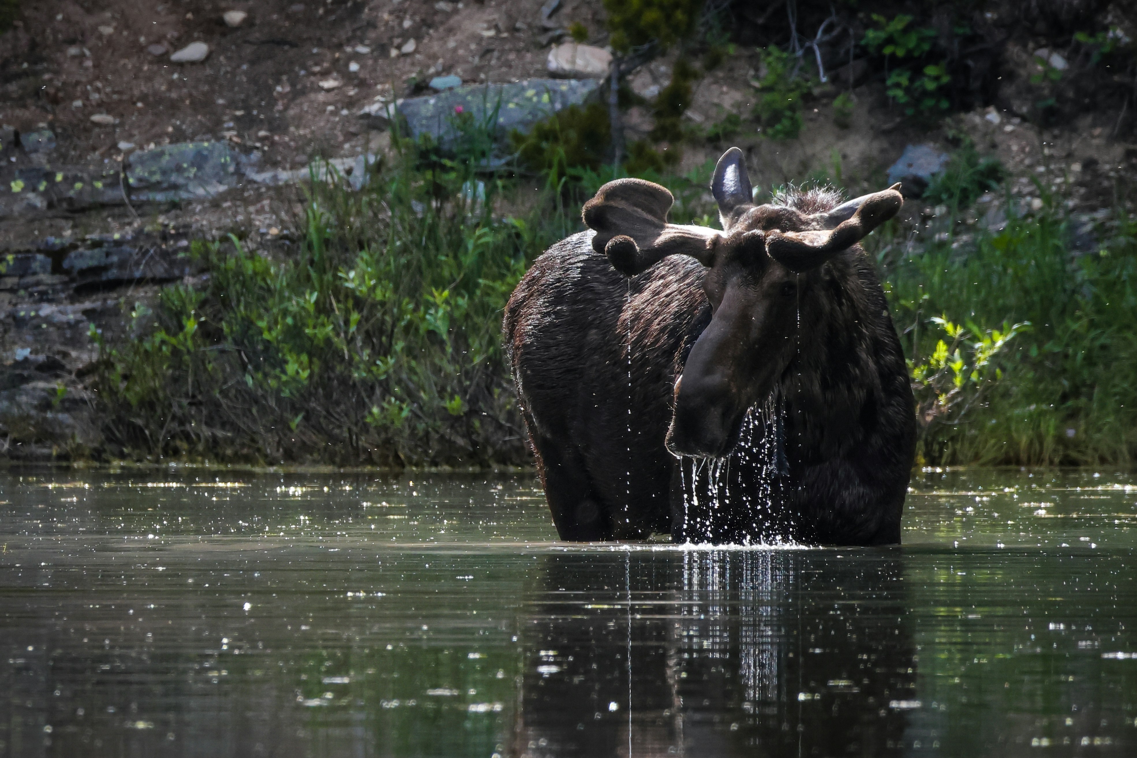 Mooring in the Mirror: Moose at Water’s Edge