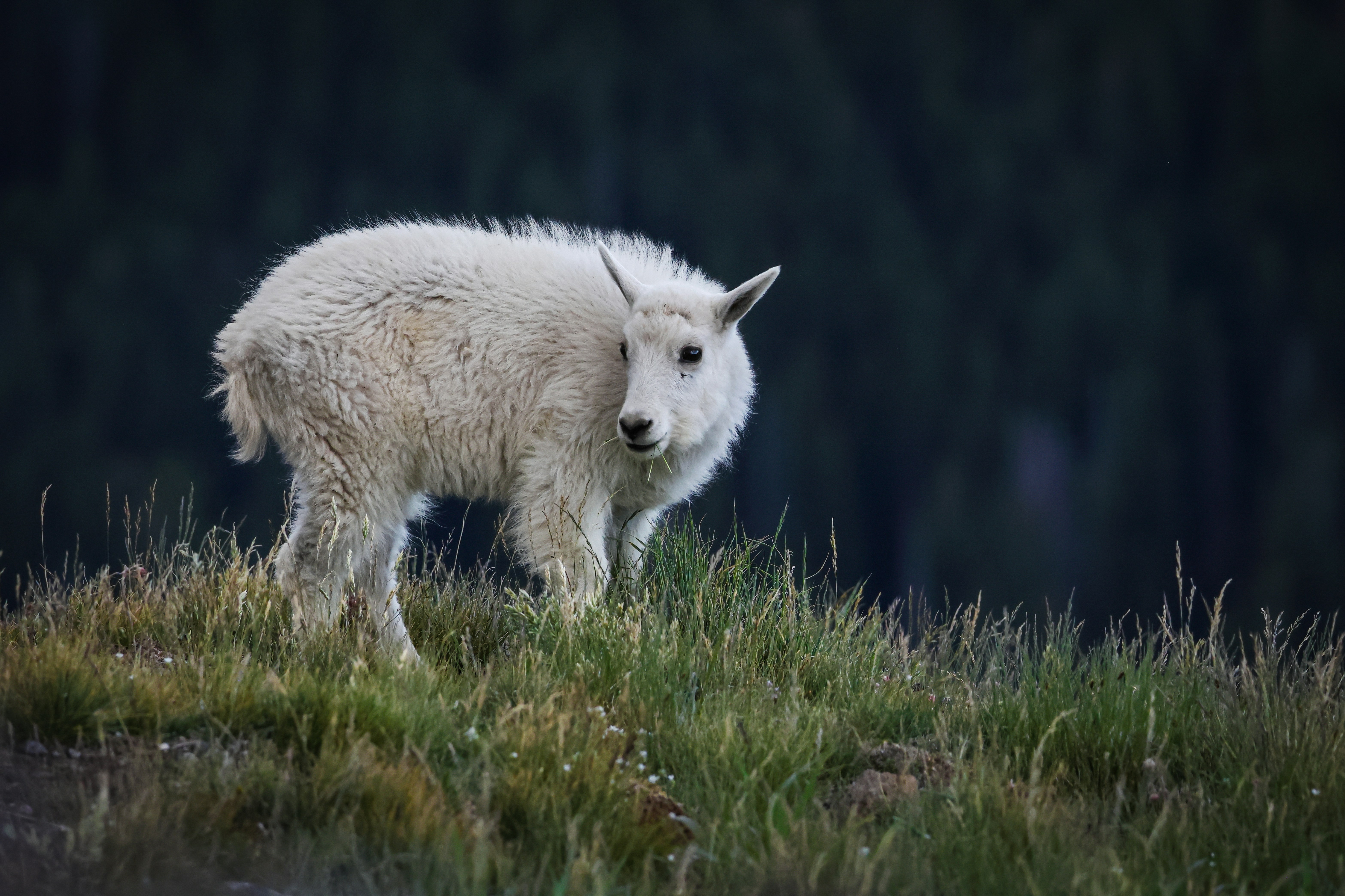 Alpine Sheep Stance: A Quiet Grazing Moment at Dusk