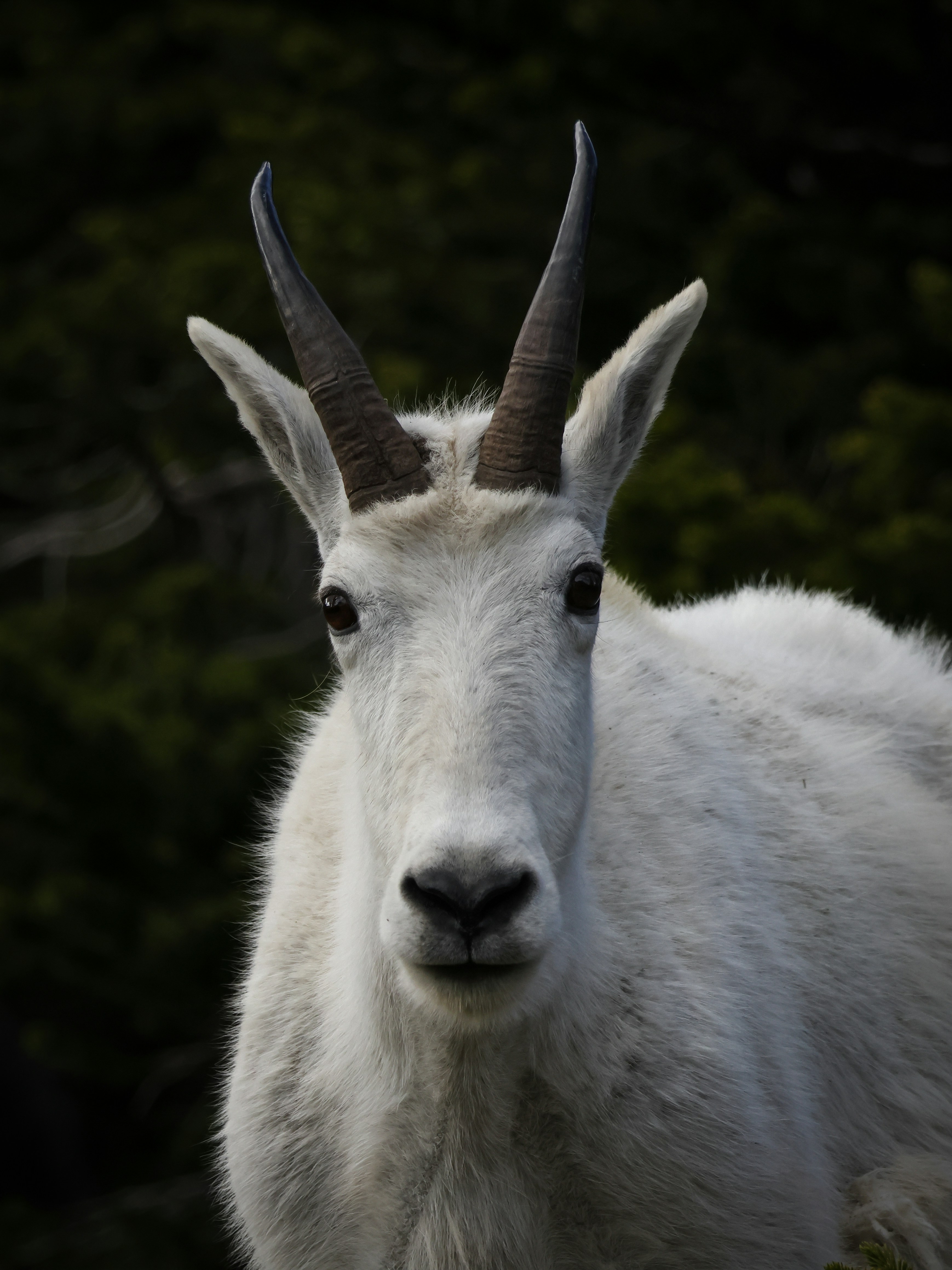 White Goateed Majesty: A Portrait Against the Dark Pines