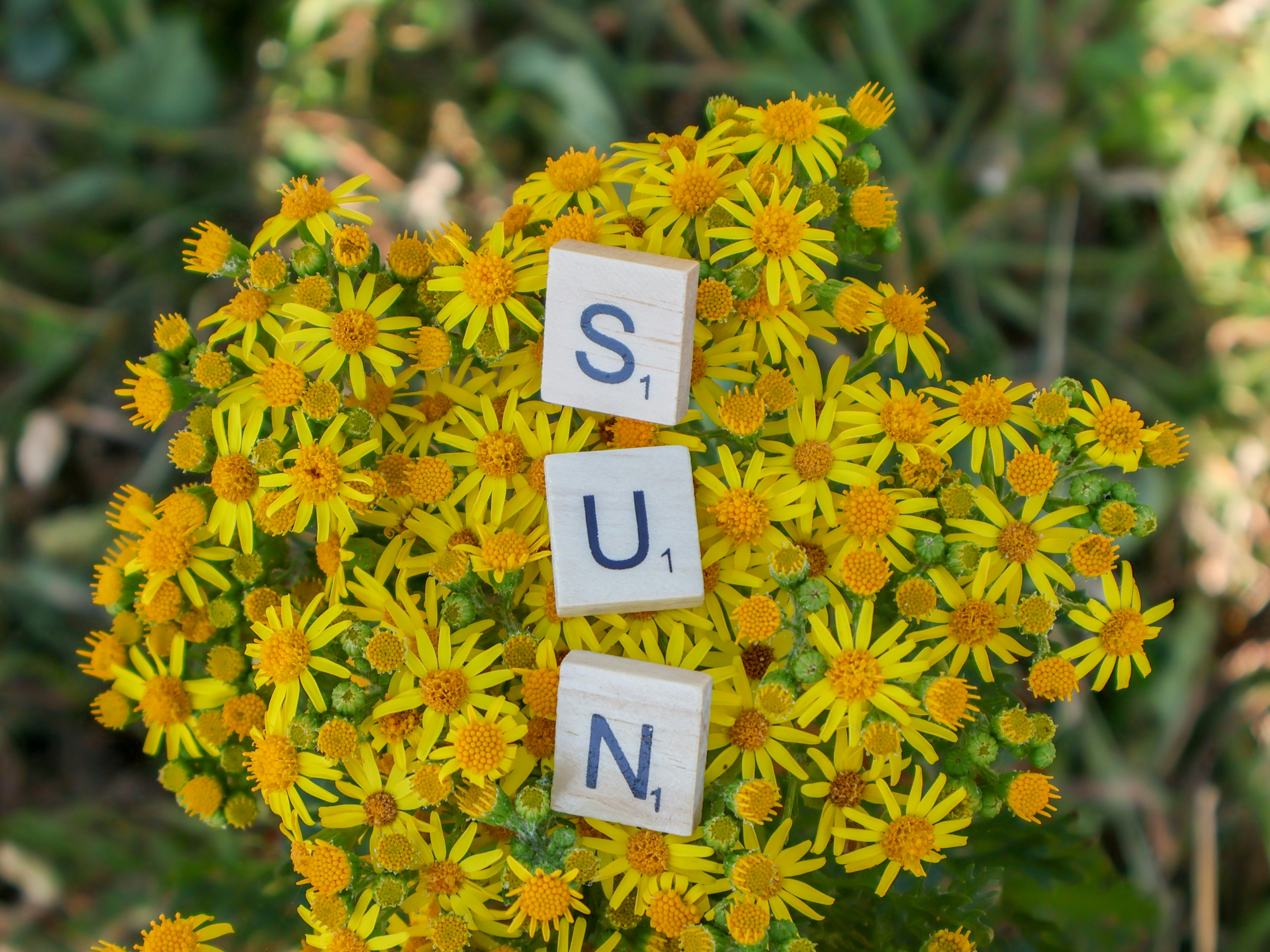 Bright yellow flowers form a dense, circular bloom with three Scrabble tiles stacked to spell SUN in the center.