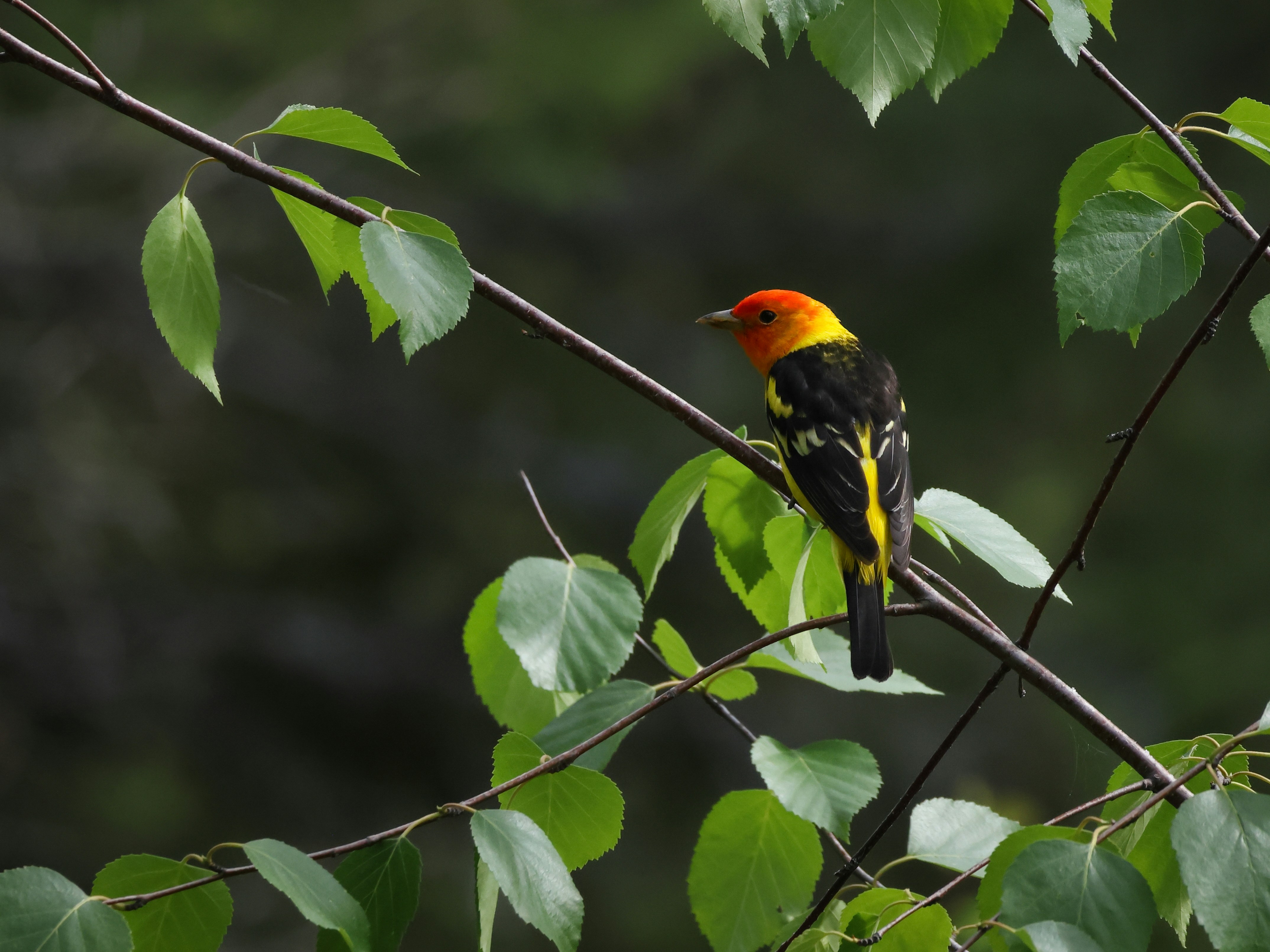 Crimson Crown on a Branch: Small Songbird Amid Green Veins