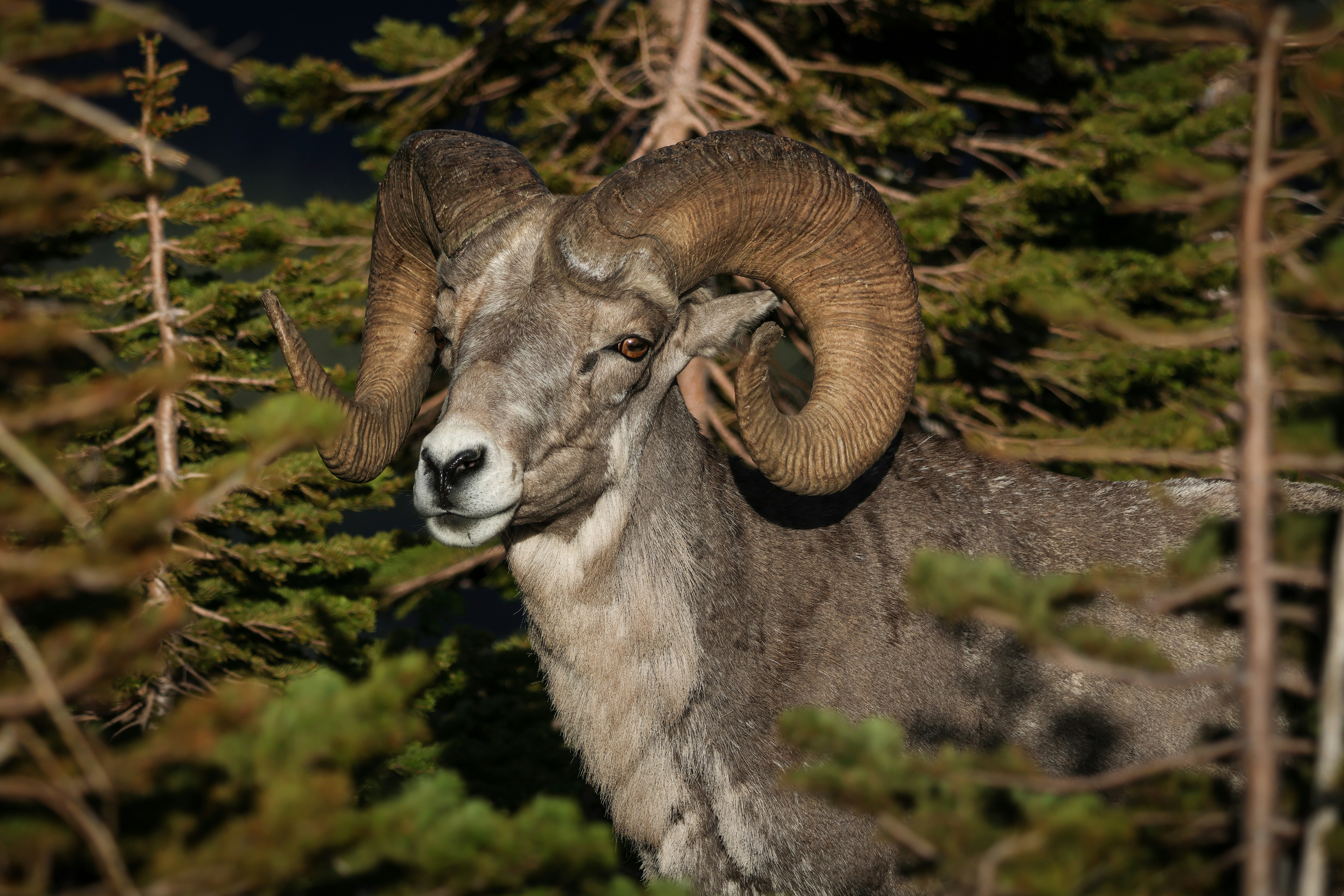 Rammed by the Ridge: A Bighorn in Twilight Pines