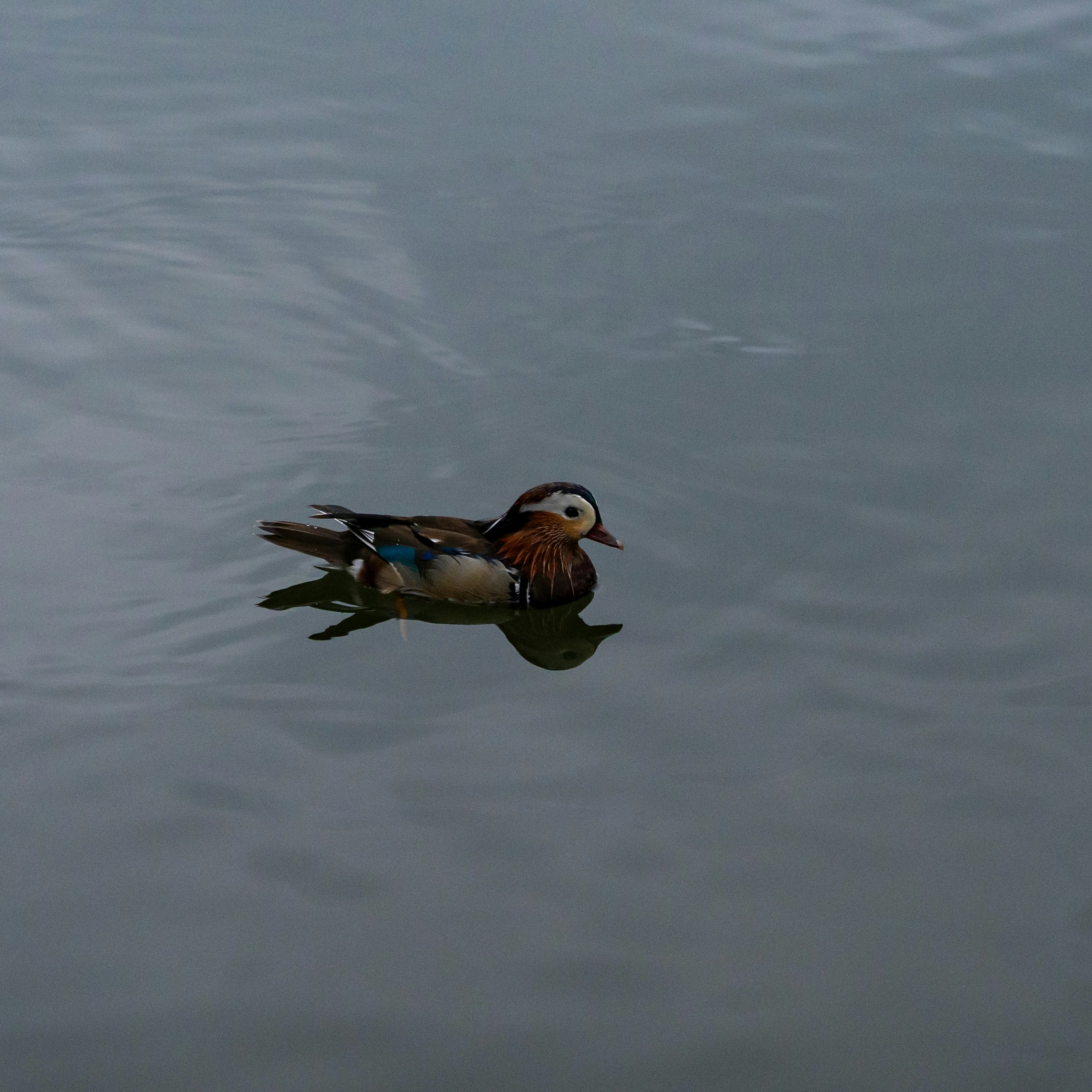 Duck afloat on a quiet lake with soft reflections