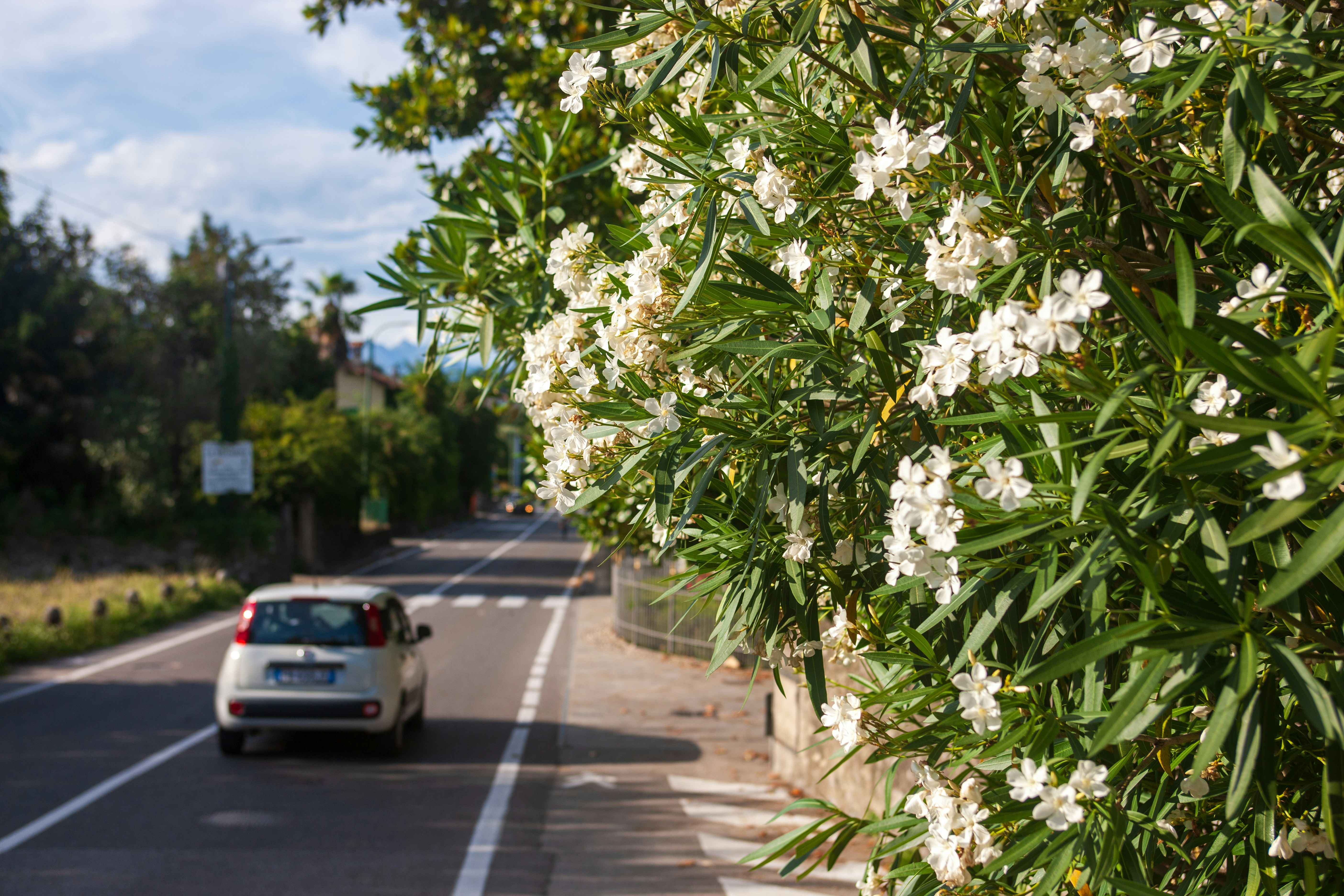 Cascading white blossoms frame a quiet urban street with a car in the distance and a sidewalk on the right.