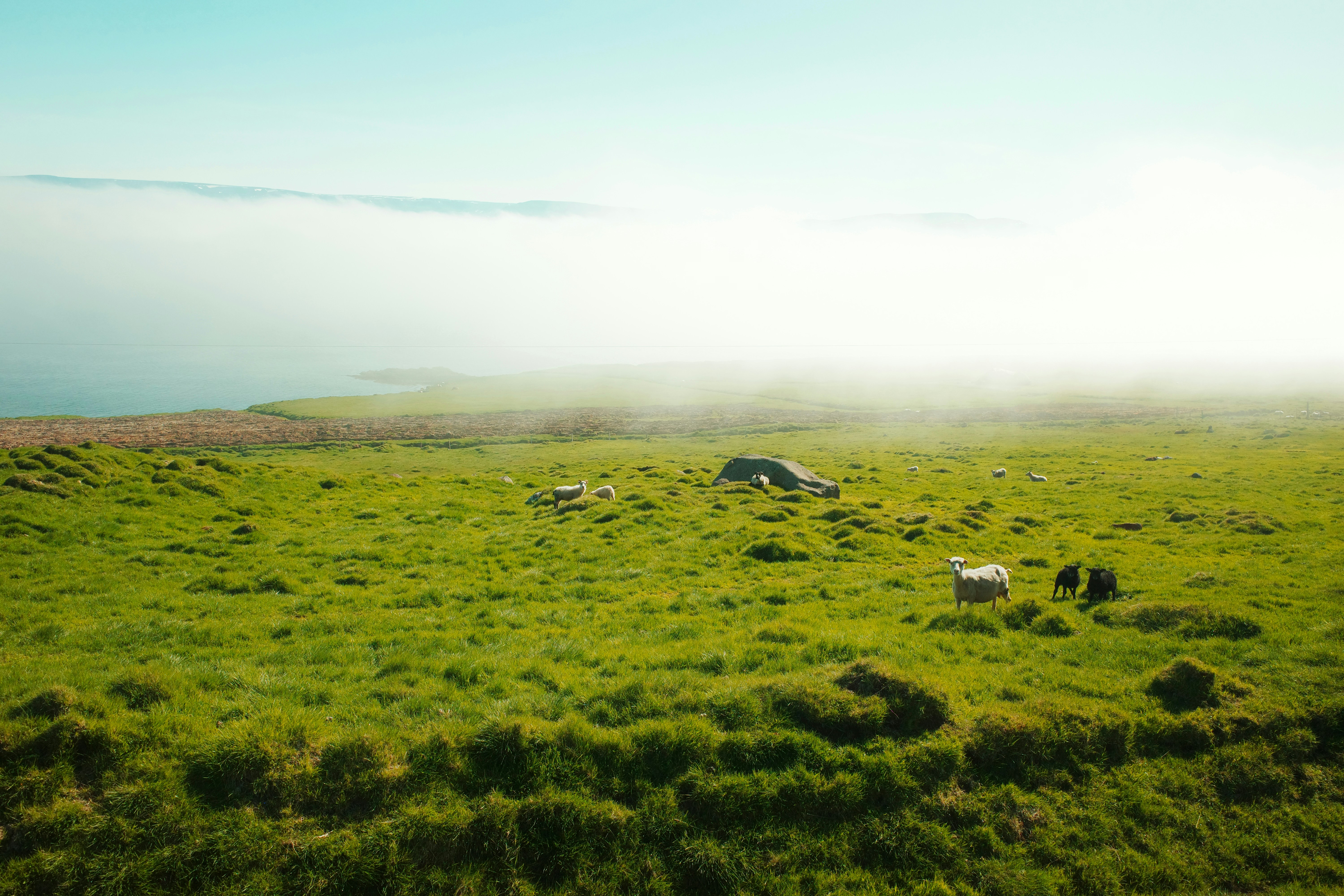 Pastoral Mist: Sheep in a Quiet Highland Field