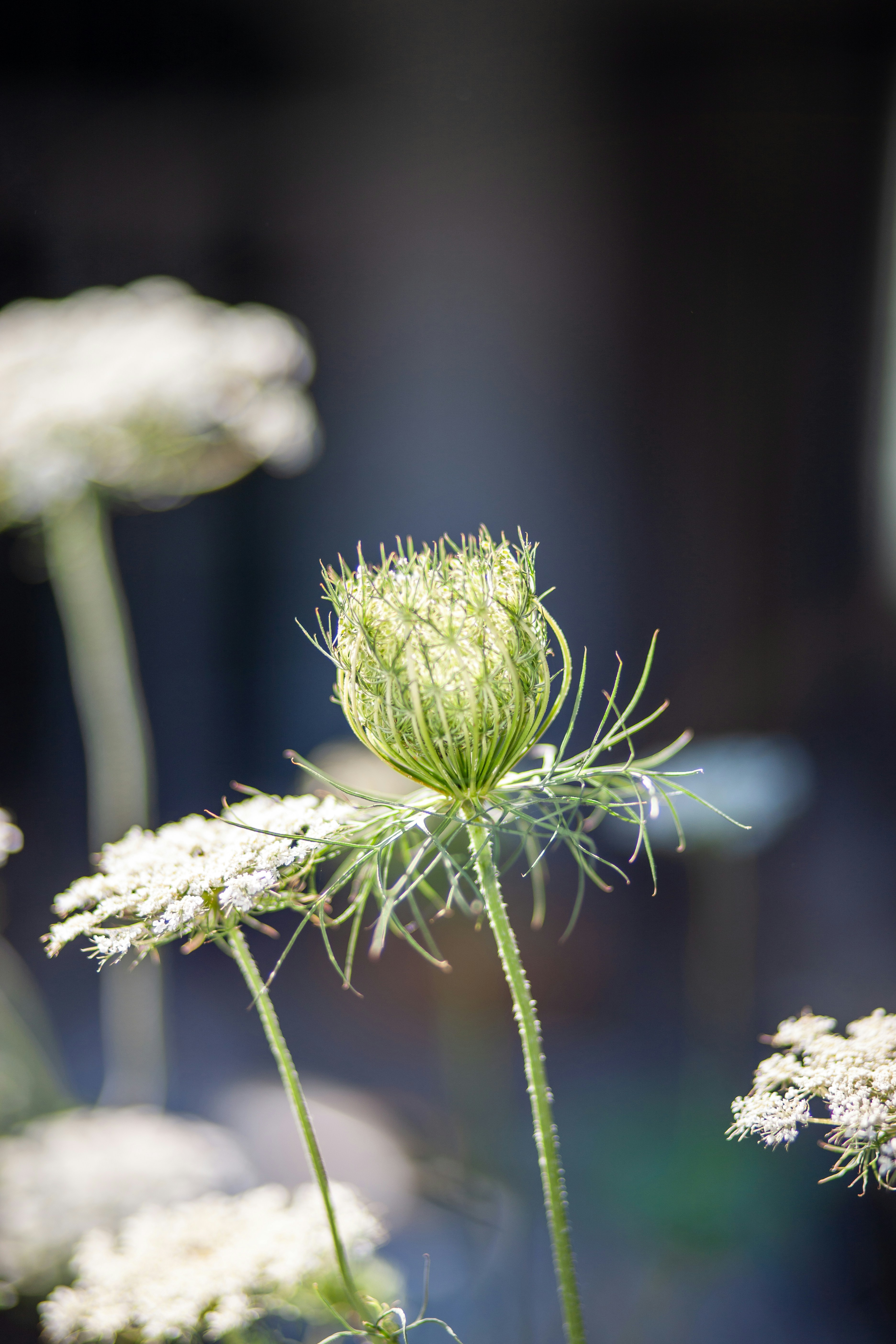 Close-up of a central green Queen Anne's lace seed head with a blurred background, highlighting delicate filaments and vertical stem; a natural study of texture and light.
