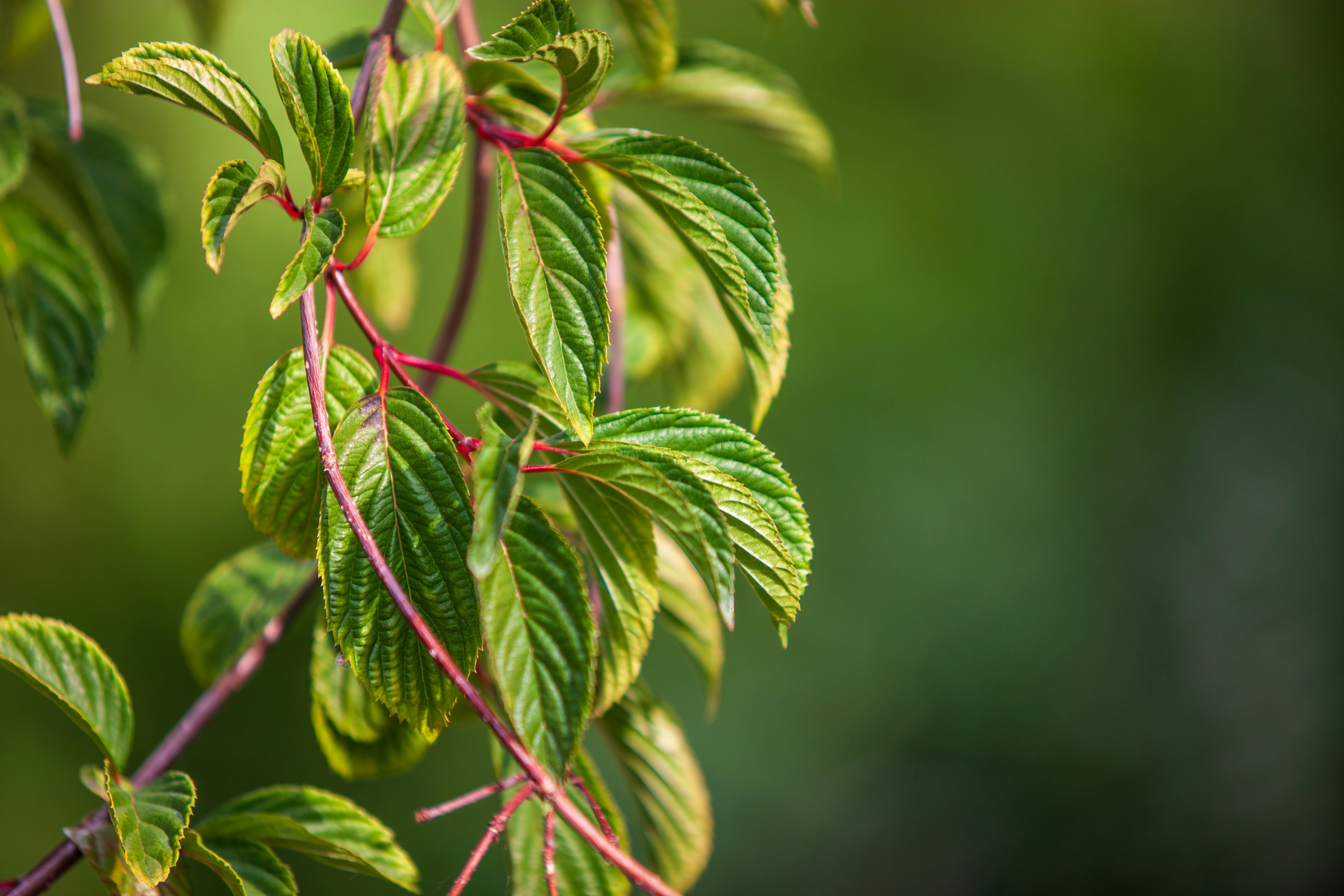 Close-up of vibrant green leaves with reddish stems, shallow depth showing a blurred background to emphasize the botanical detail.