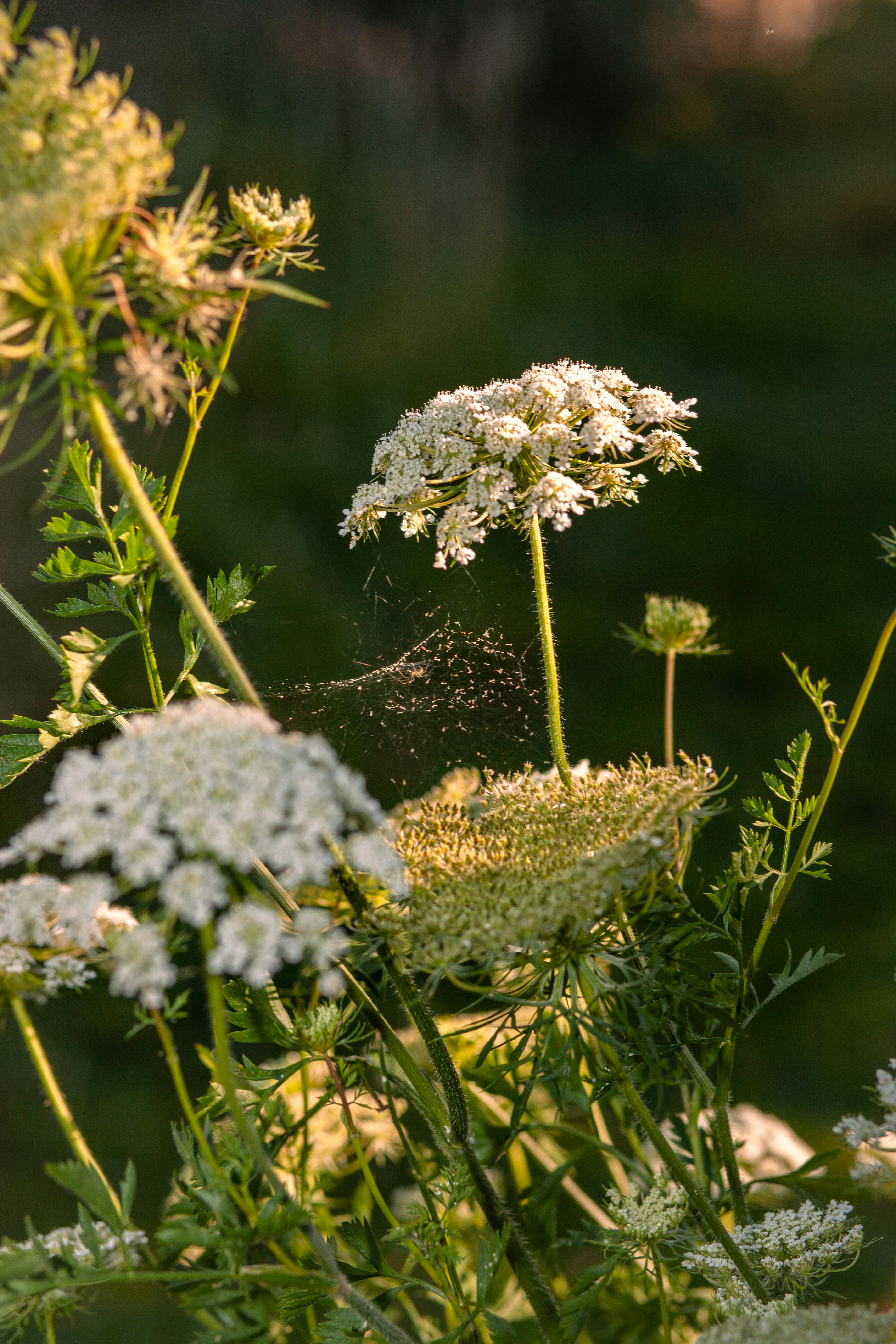 Sunlit white umbels rise among green stems, with a delicate spiderweb catching the afternoon light across a softly blurred background.