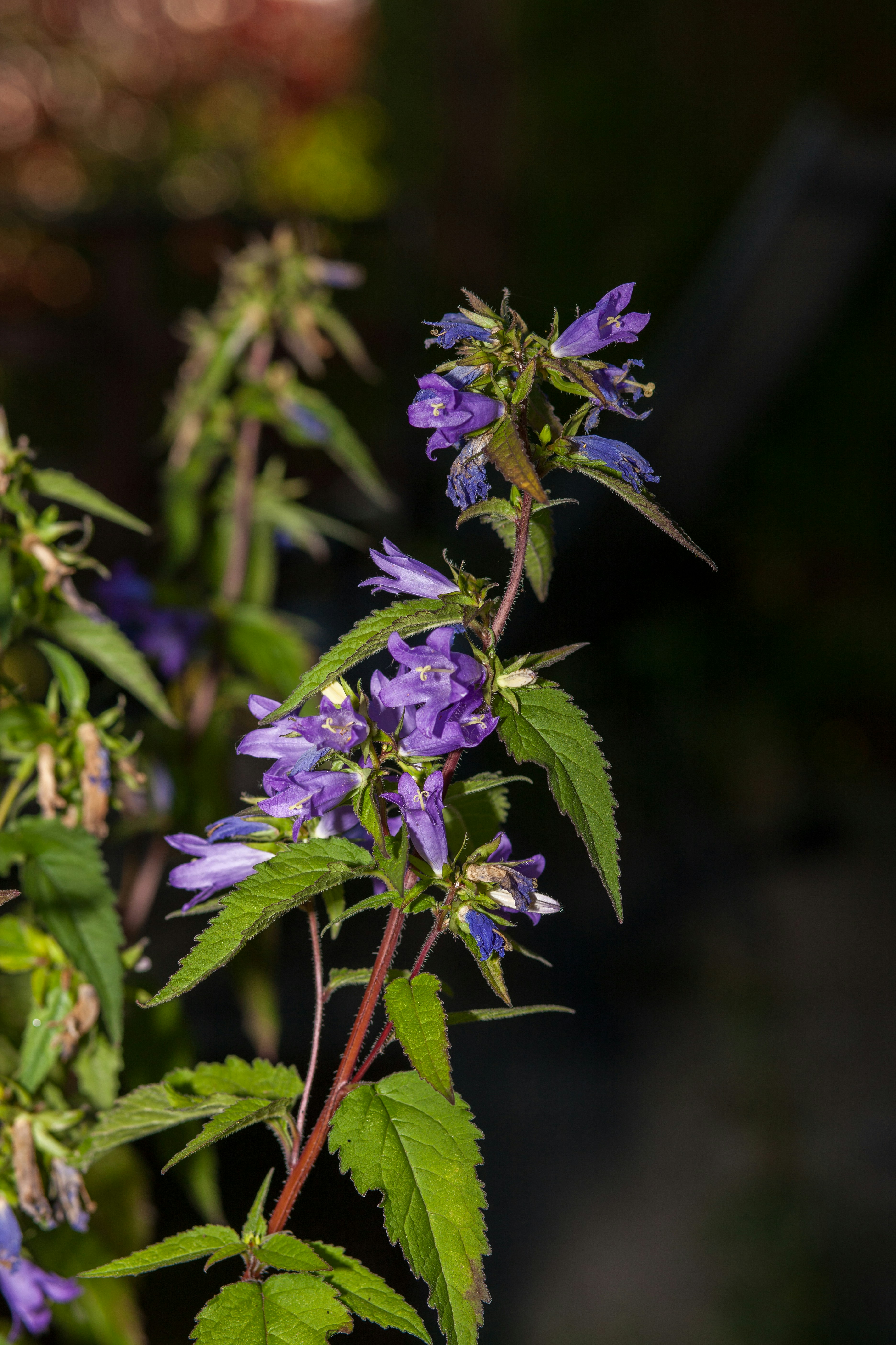 Purple Blooms in Focus: A Sunlit Spire of Lavender