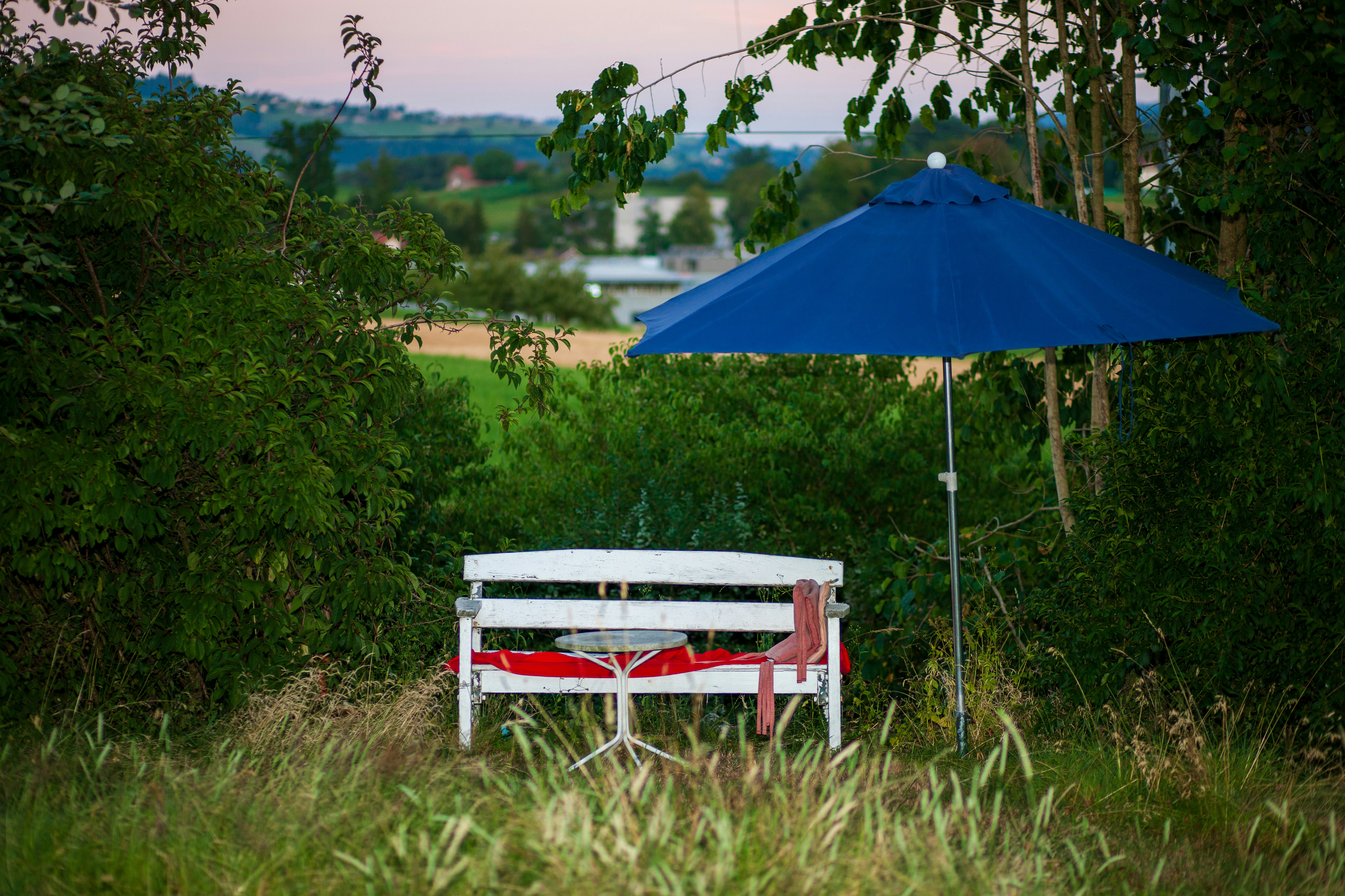 Blue Canopy Overlook: A Quiet Picnic by the Meadow