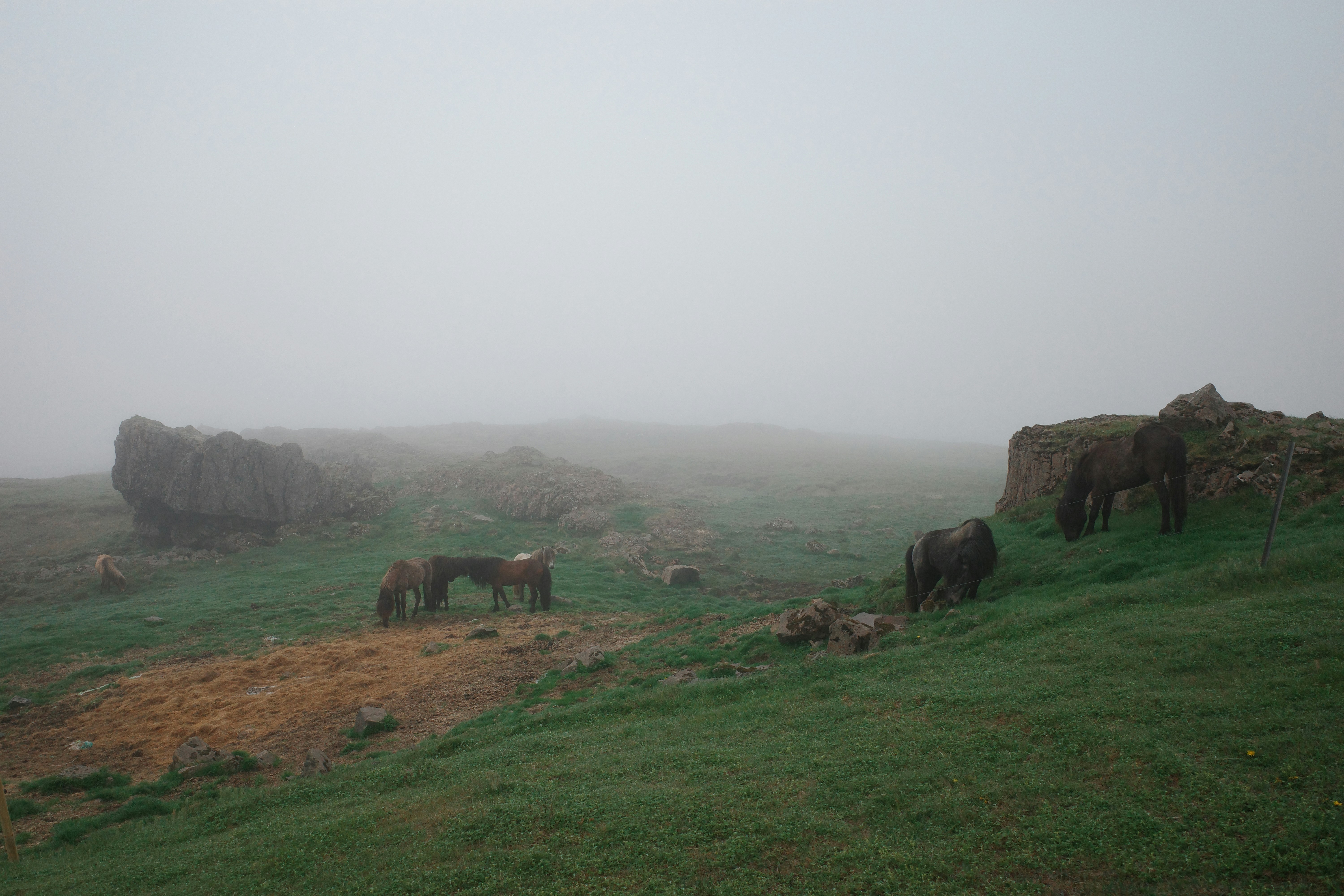 Misty Pasture: Horses Amid Fog on a Hillside