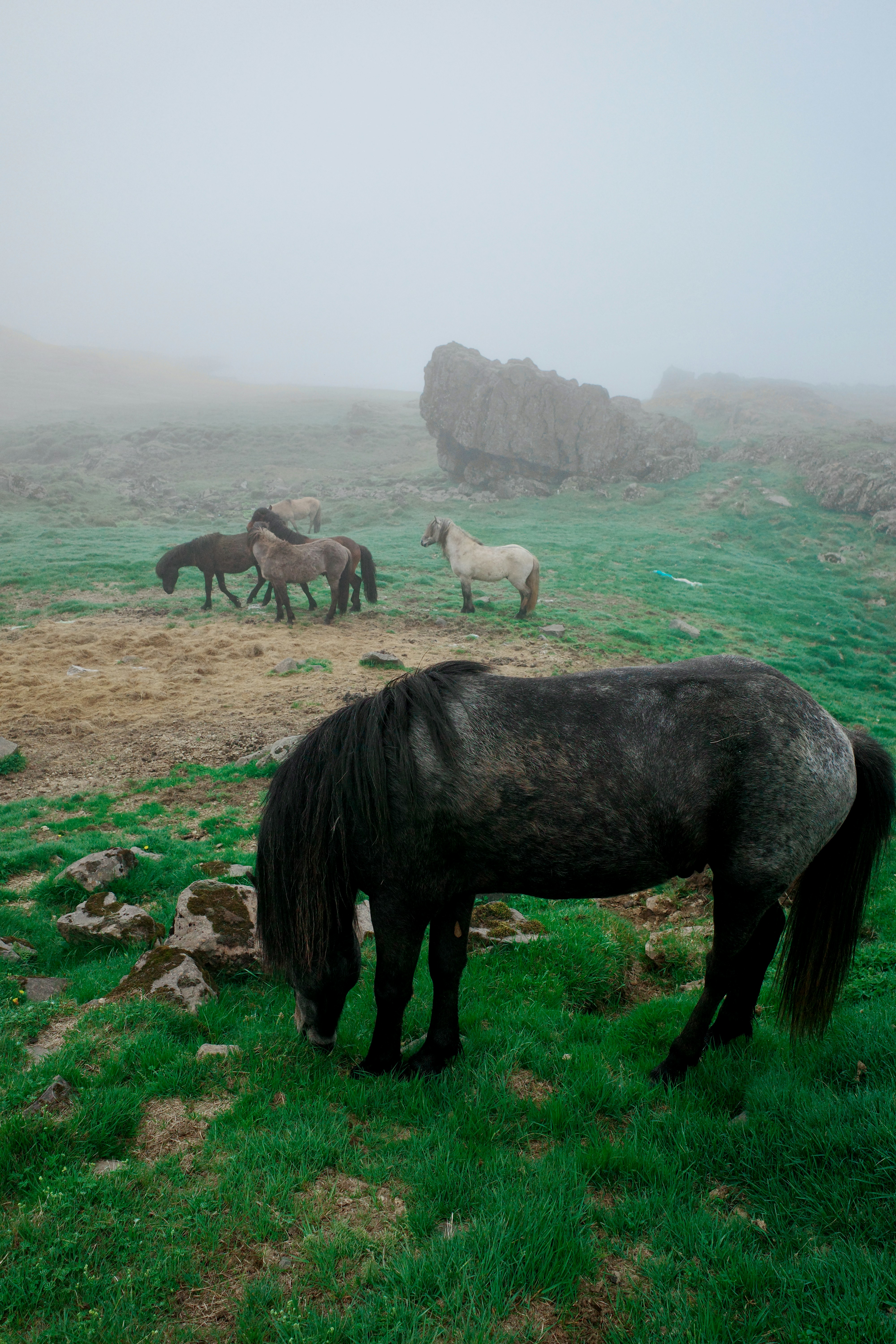 Mist-Shepherds of the Moor: A Quiet Herd at Dawn