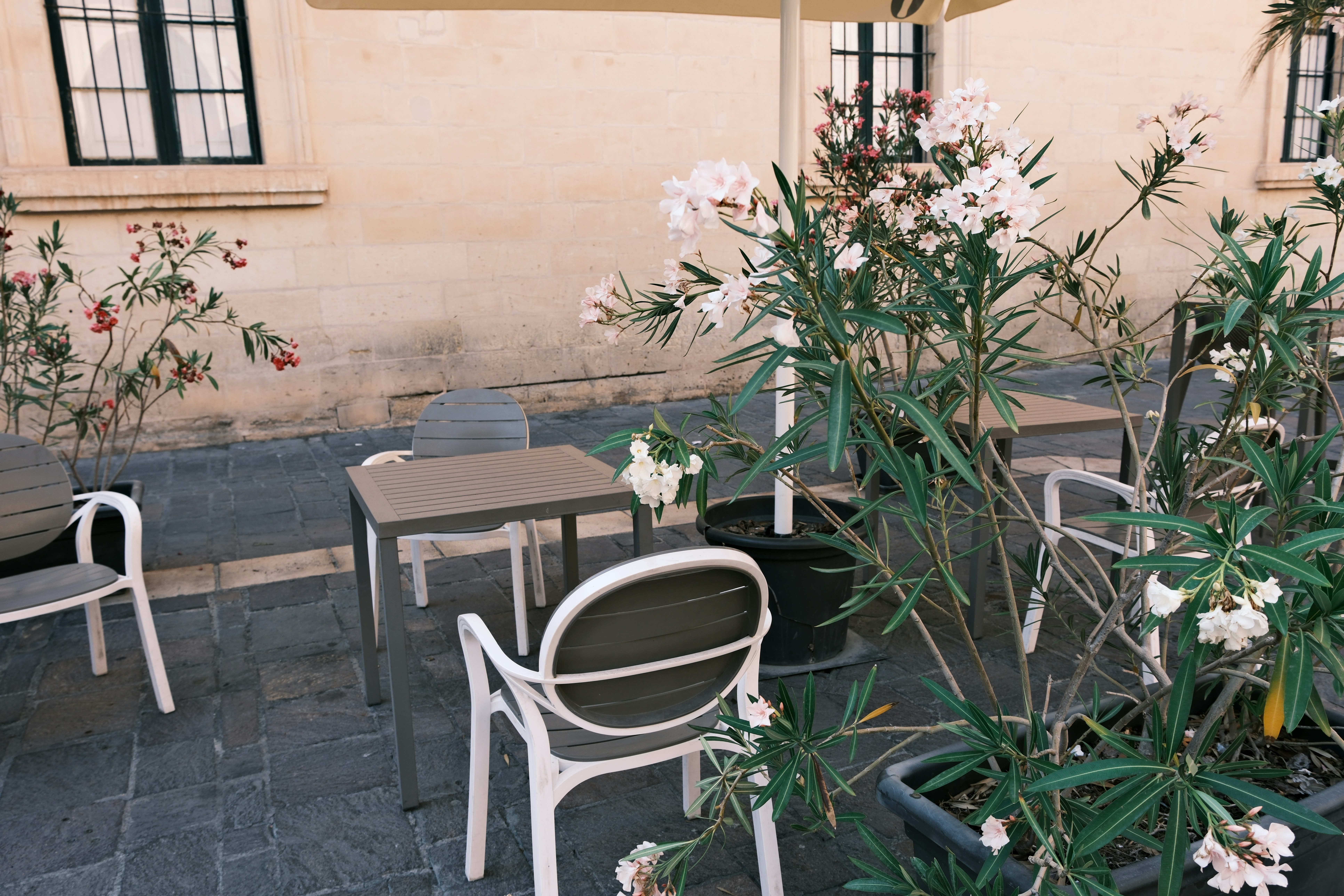 Terraced Café Terrace: White Chairs, Pink Oleander in Quiet Light
