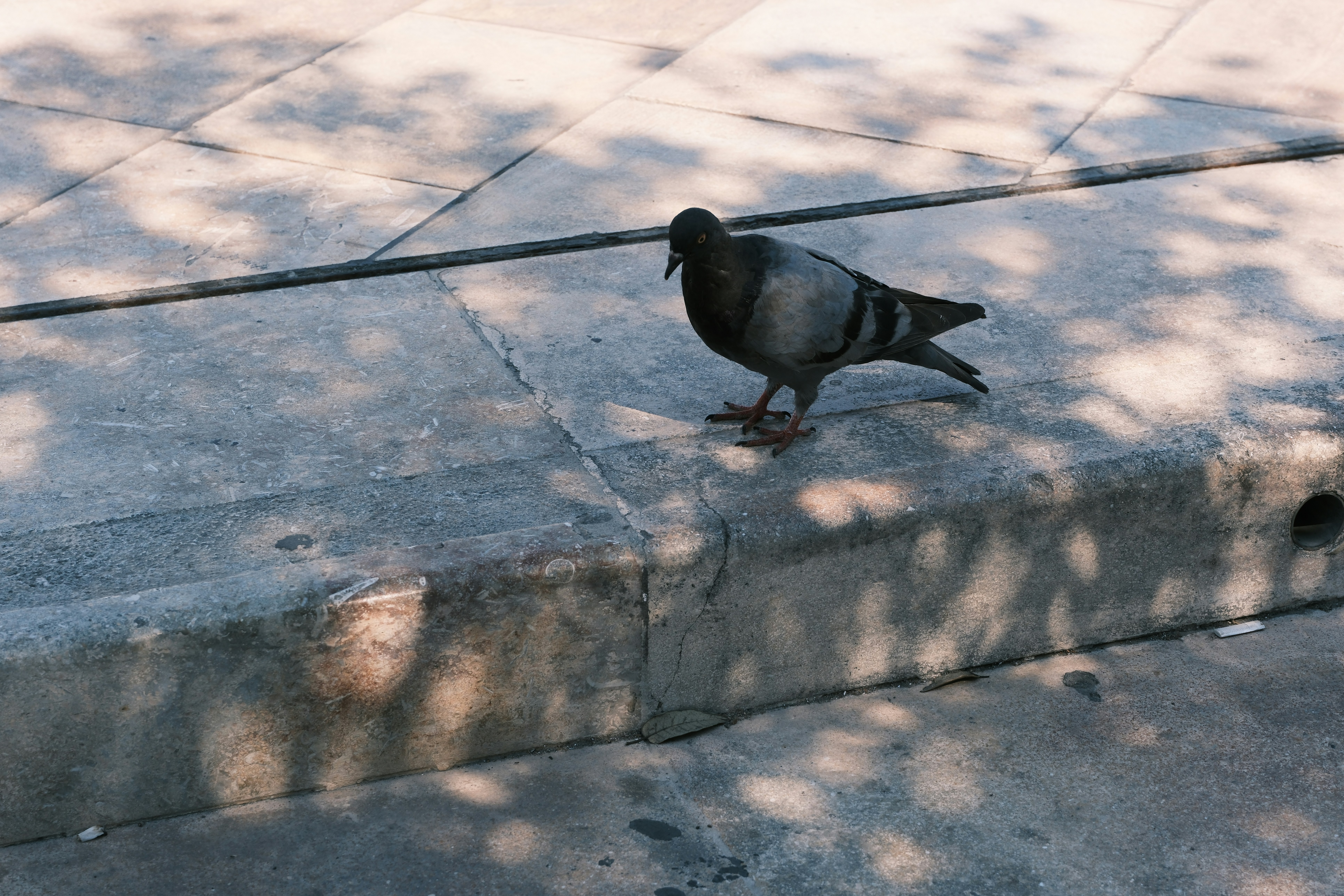 Pigeon on the Curb: A Quiet Moment in Shaded Stone