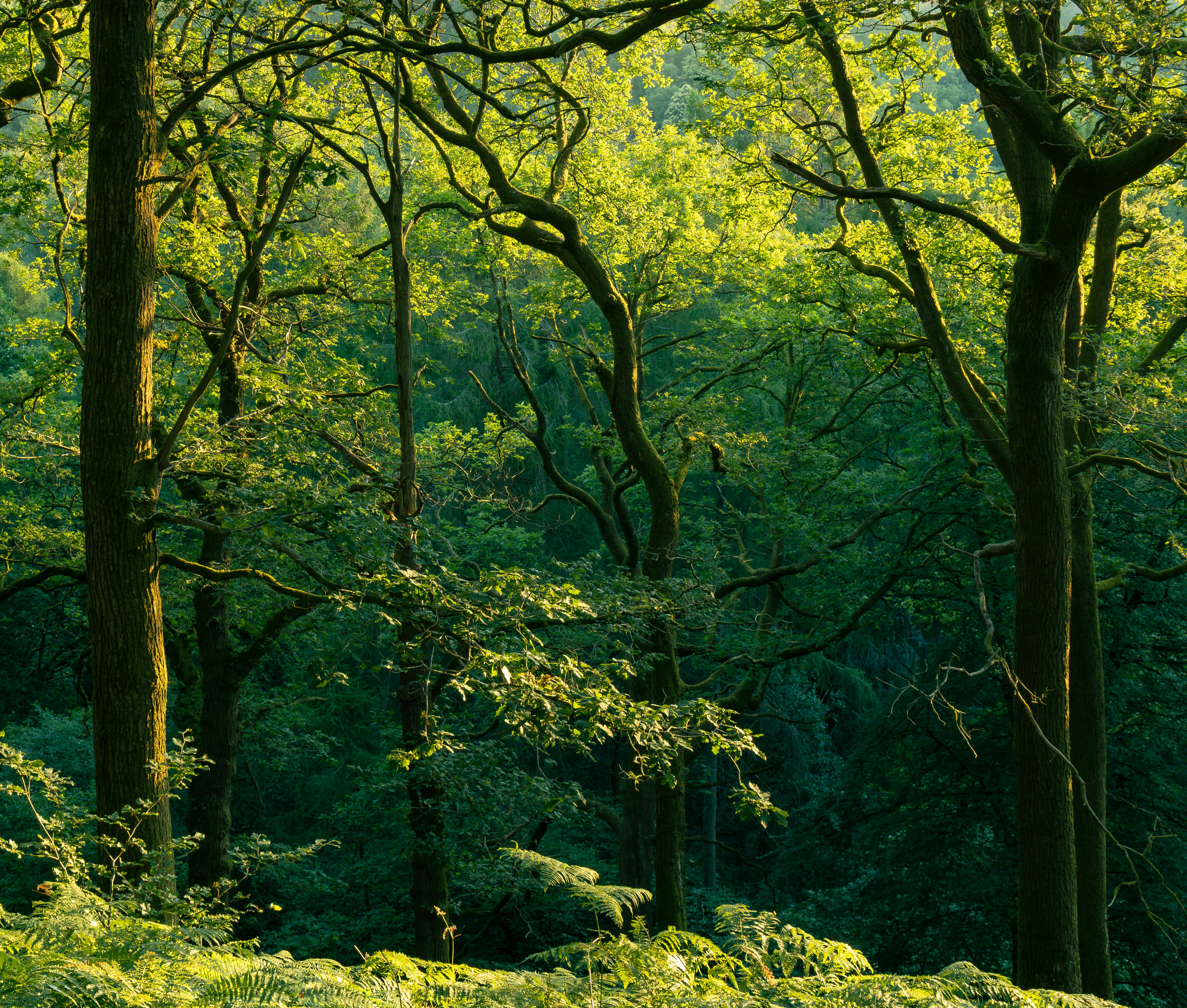 Sun-dappled forest scene with tall trunks and vibrant green leaves; foreground ferns and undergrowth frame a sunlit canopy, emphasizing depth and natural texture. (Photo is a natural landscape.)
