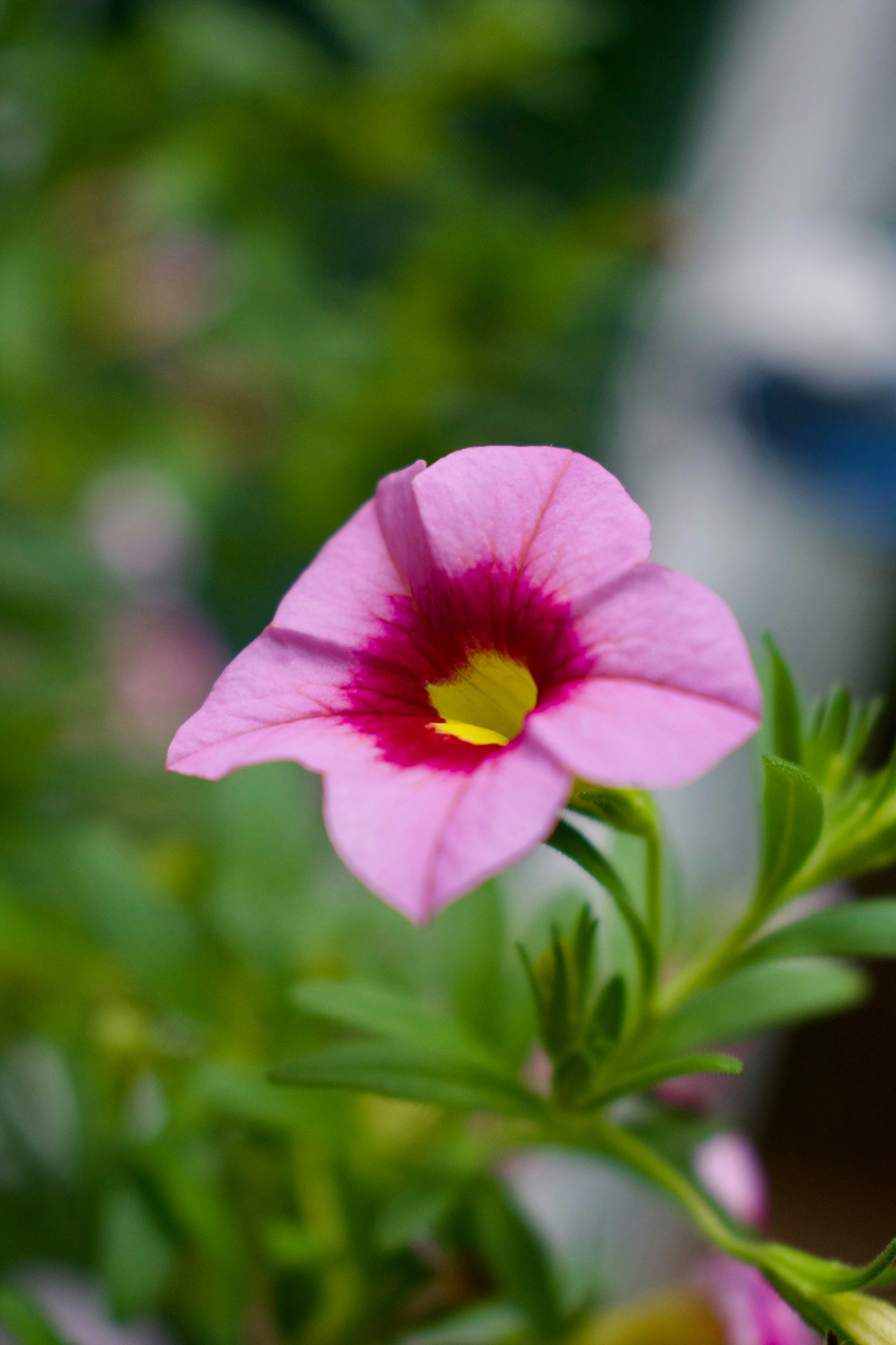 Pink Morn: A Petaled Bloom with a Sunlit Eye
