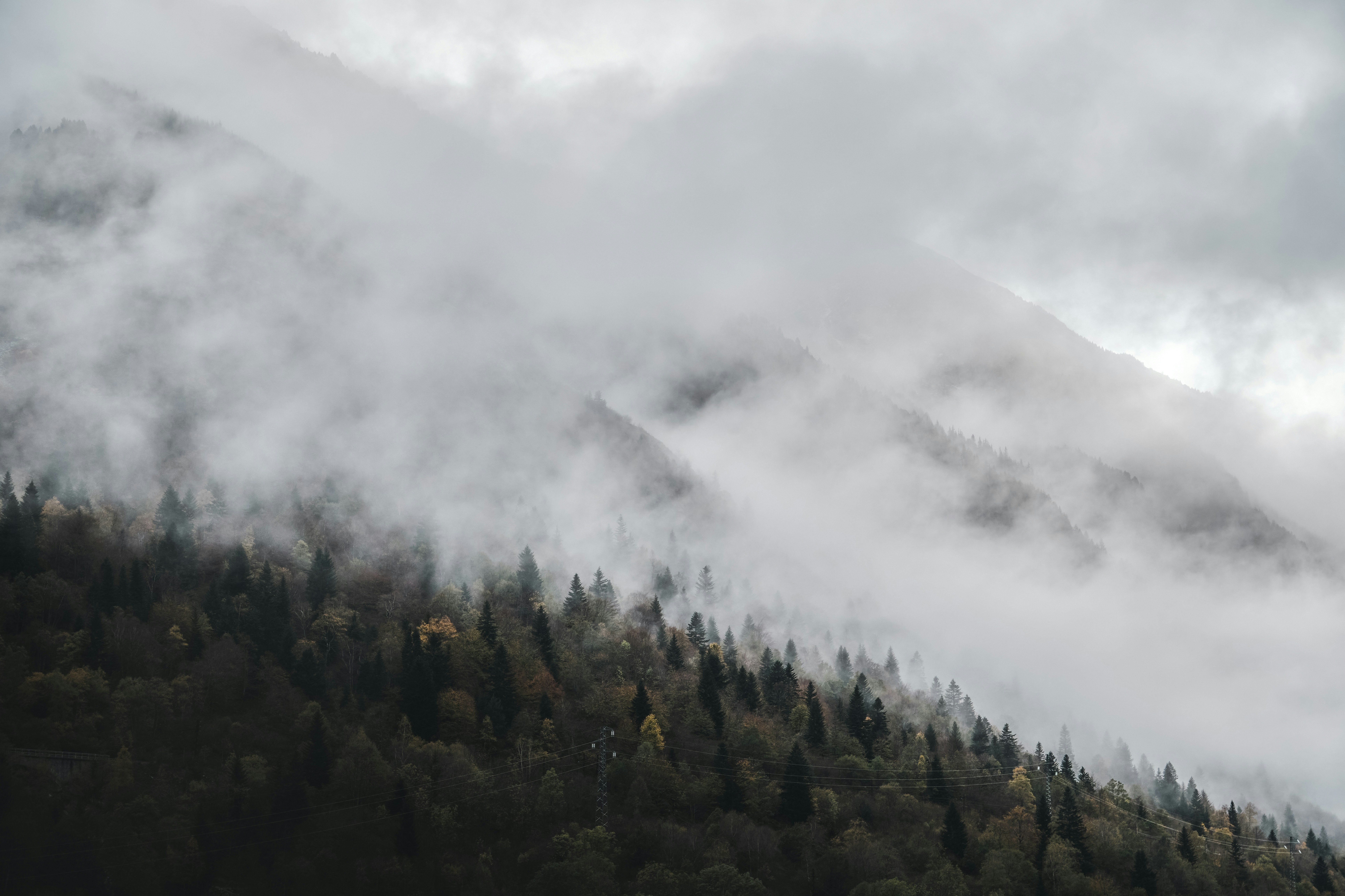 Mist over the Pines: A Quiet Summit Emerges