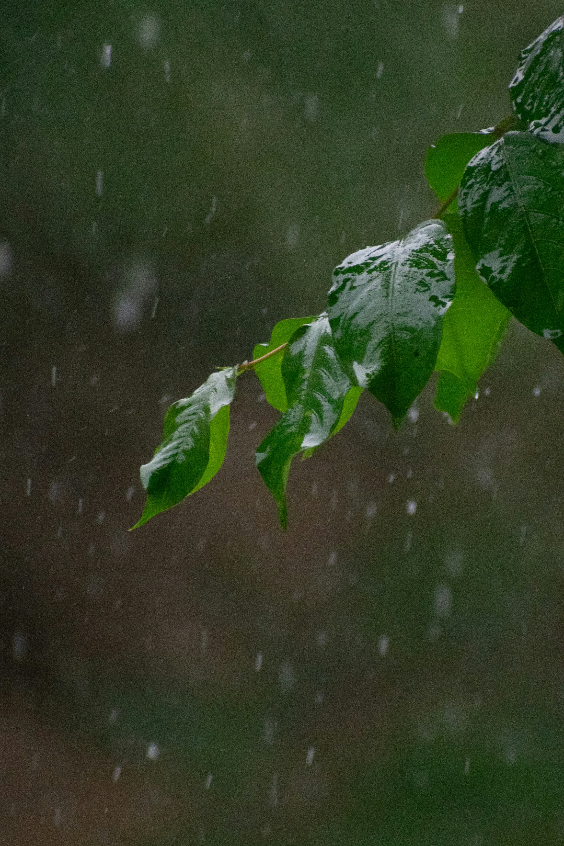 Green Leaves in Rain: A Moment of Quiet in a Downpour