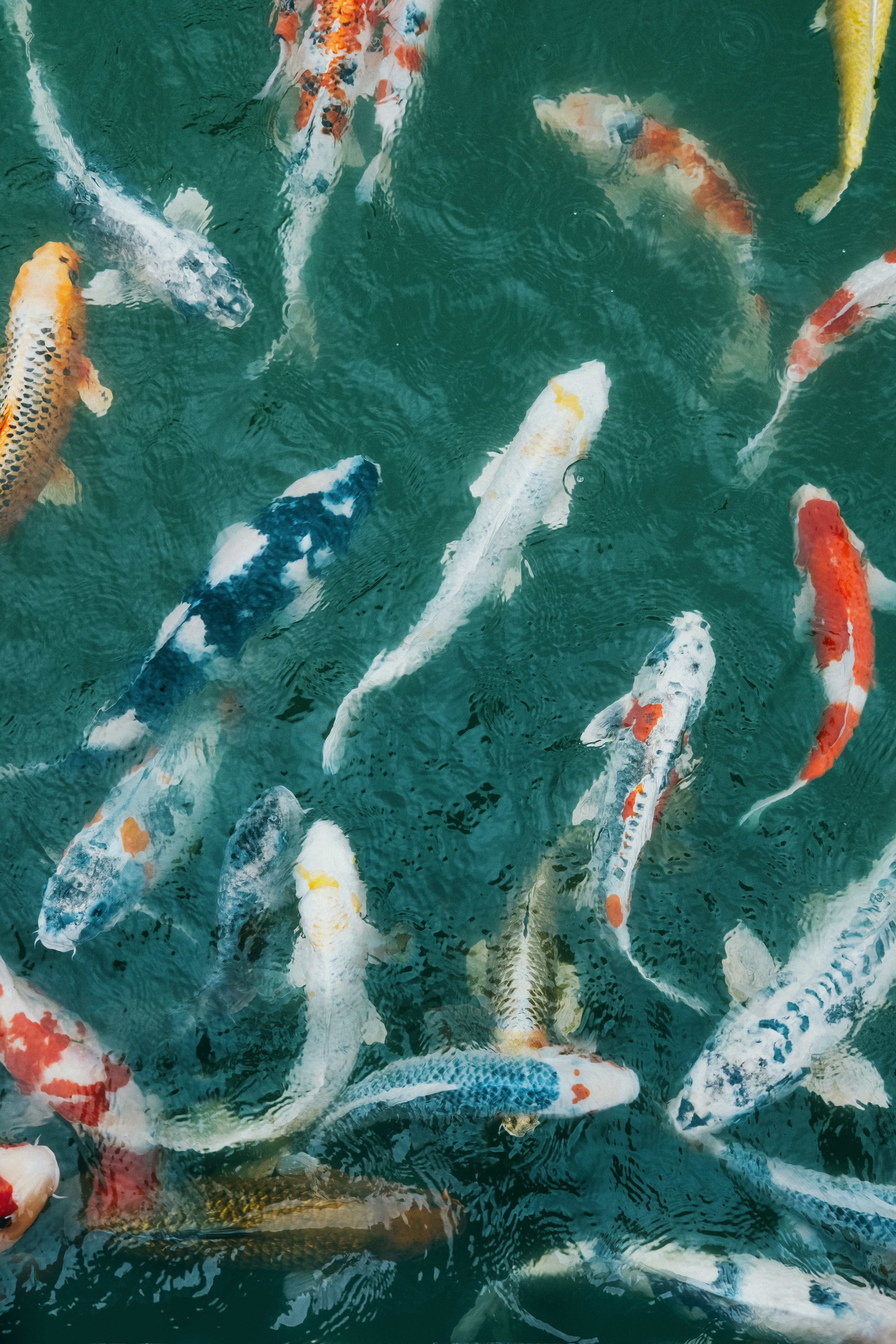 A vivid school of koi fish swirls in turquoise water, showcasing a spectrum of colors and patterns as they glide together. A calm, painterly underwater scene.