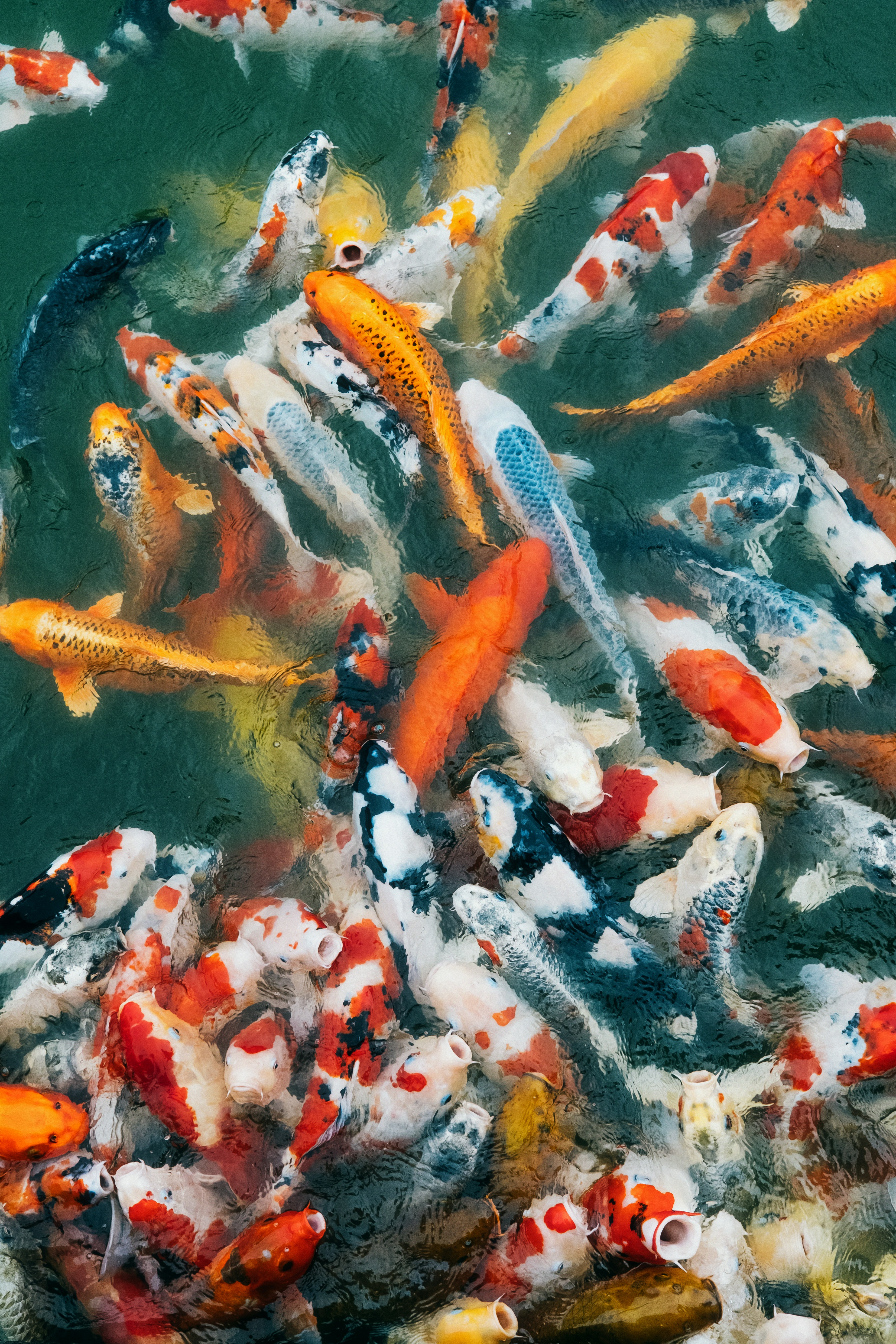 Koi Confluence: A Pulse of Color in Turbulent Water
