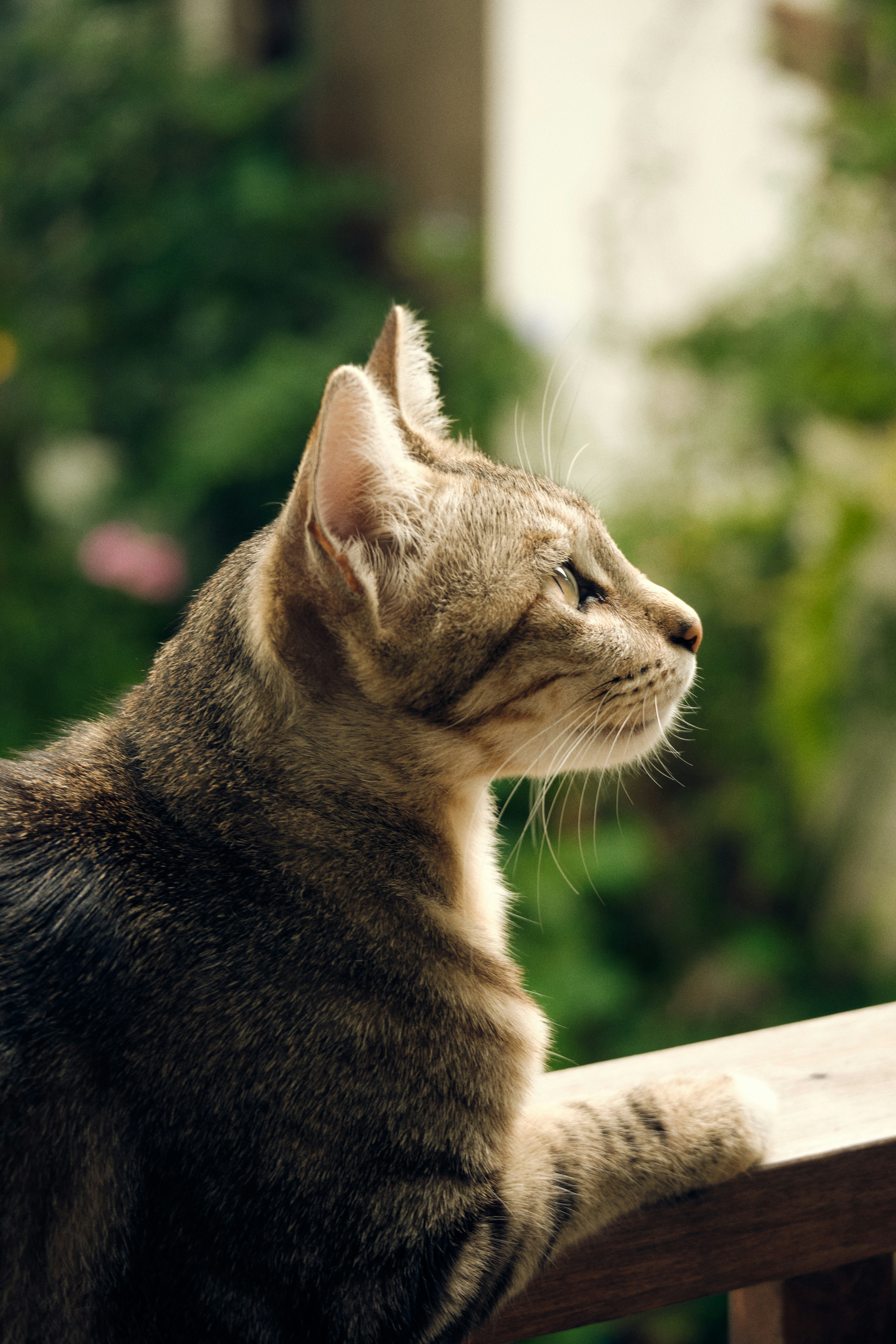 Profile of a Curious House Cat Contemplating the Garden