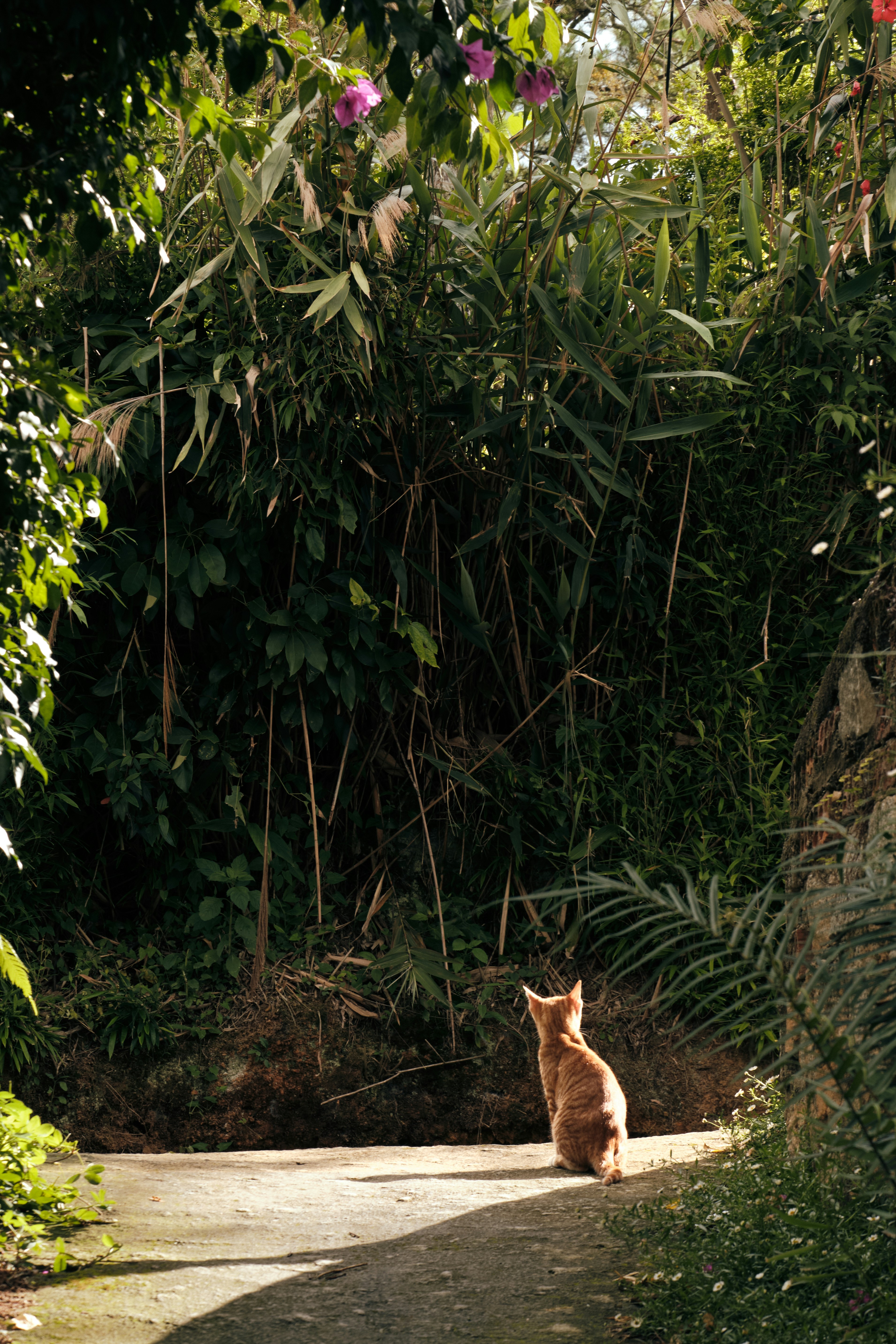 Quiet Orange Cat in a Sunlit Pathway