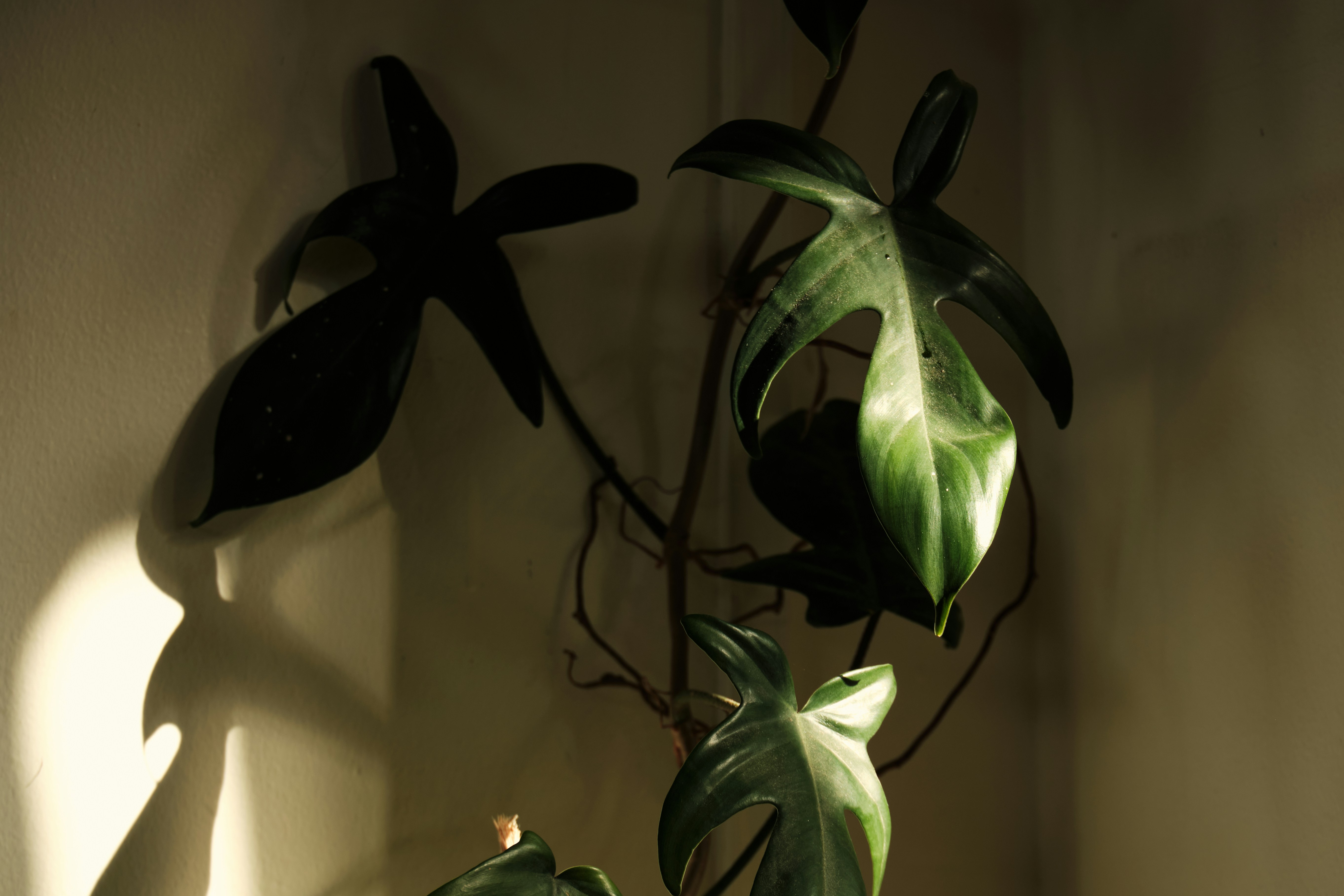 Emerald Leaves in Velvet Shadow