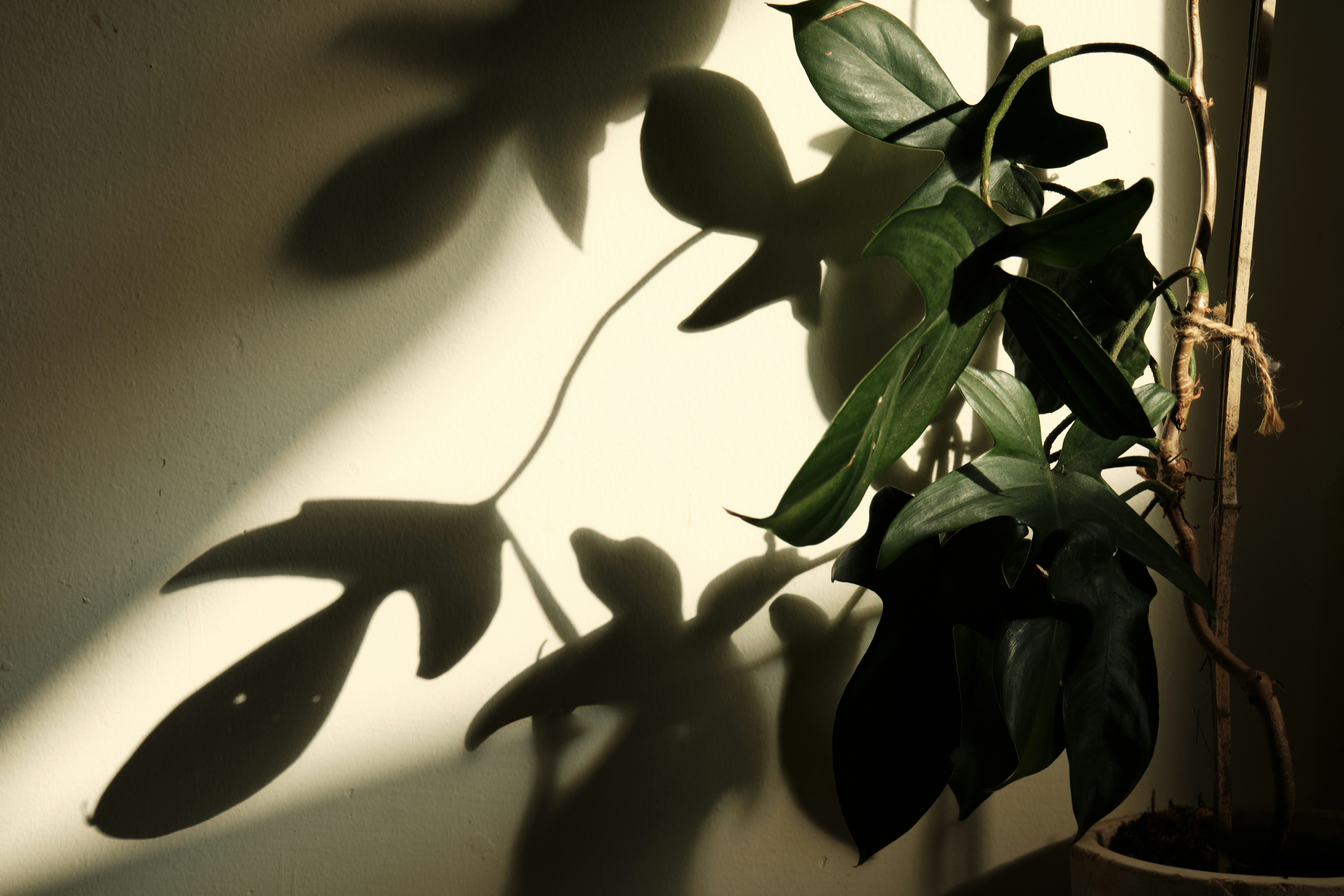 Shadowplay of Leaves: Echoes on a Sunlit Wall