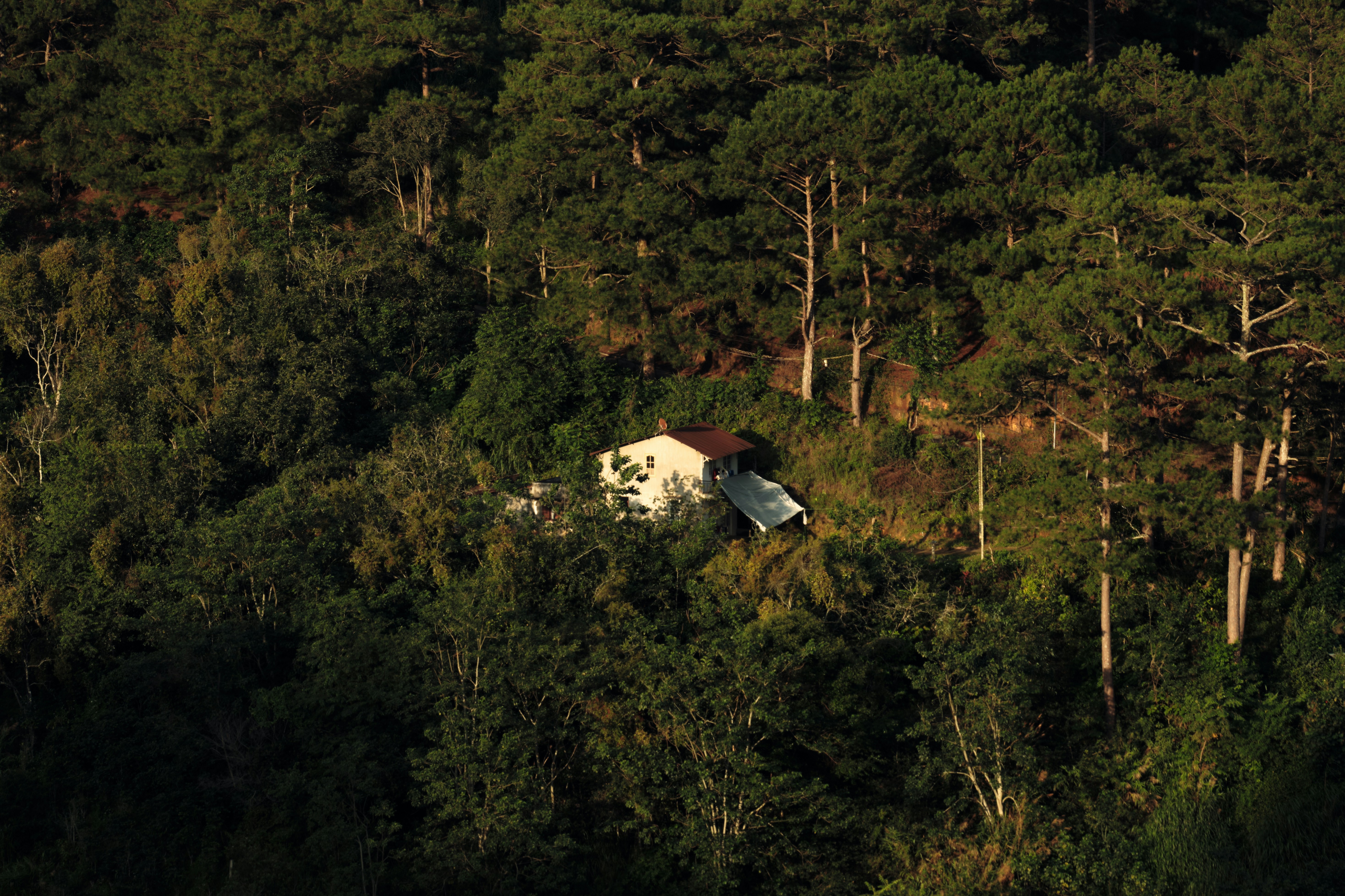 Hidden Cottage Amid Pine Canopy: A lone shelter in the dusk-glow forest