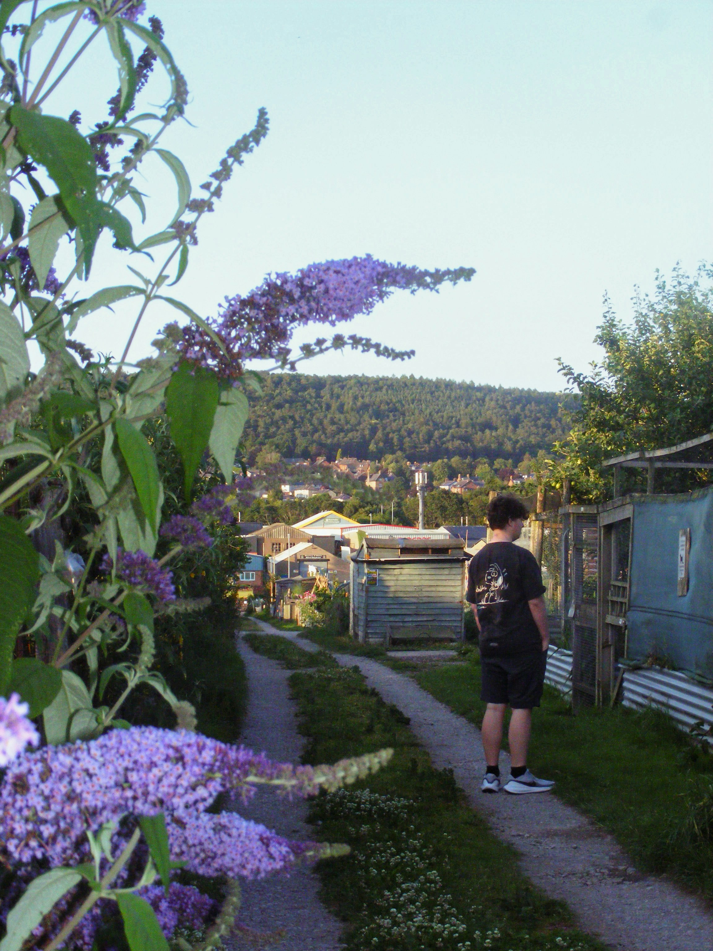 Lone teen in a sunlit alley of lilacs and cabins