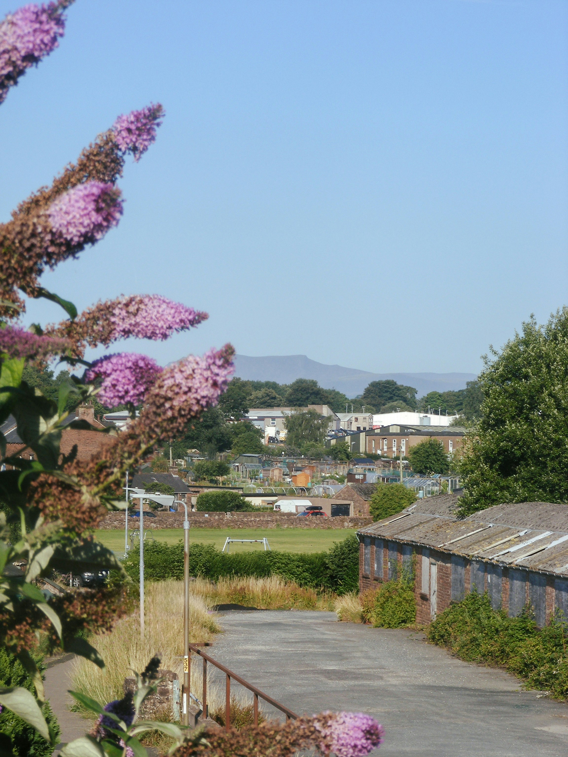 Bloomed foreground, quiet village skyline