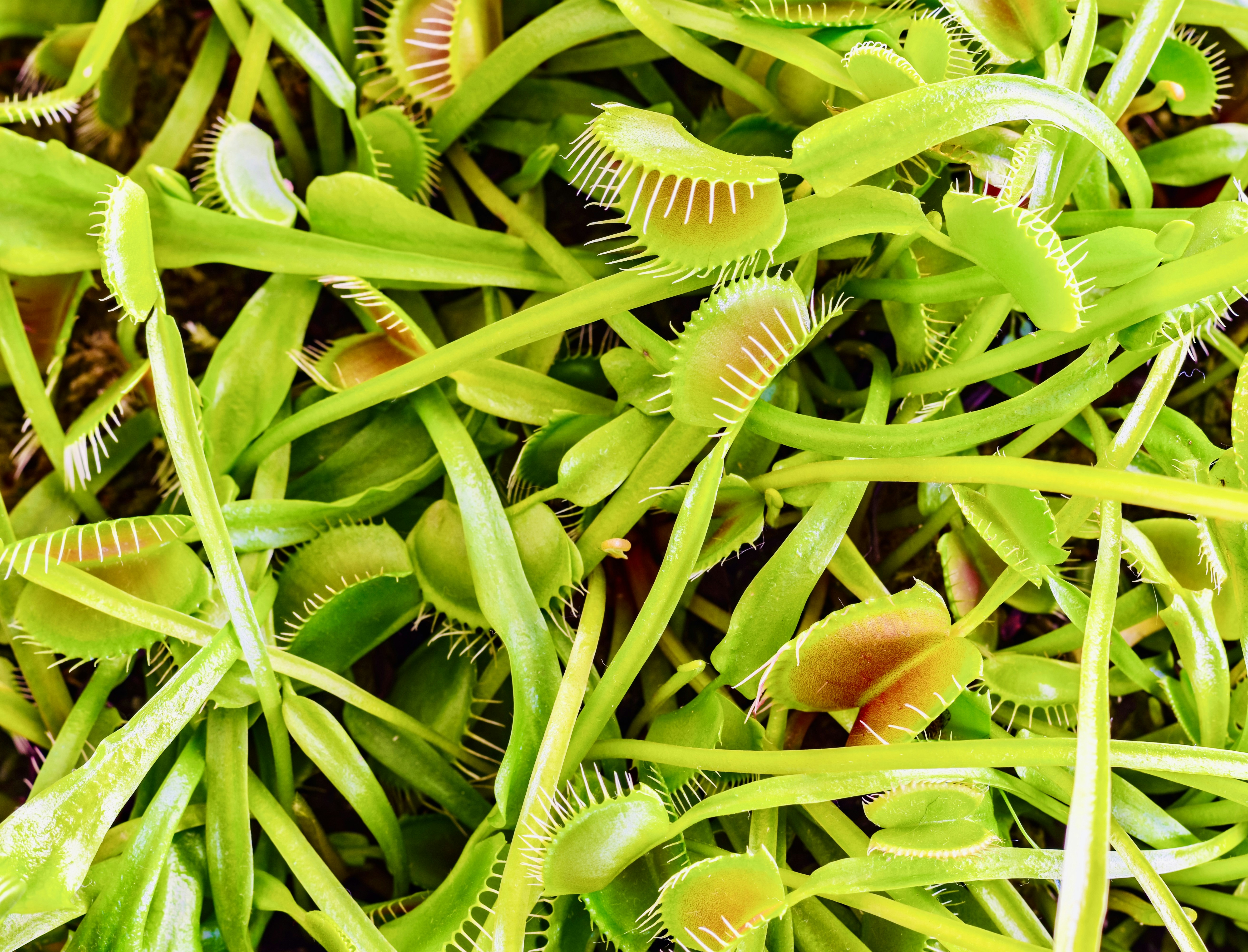 Venus Flytraps in a Verdant Wake: Close-Up of Labial Traps Ready to Snap