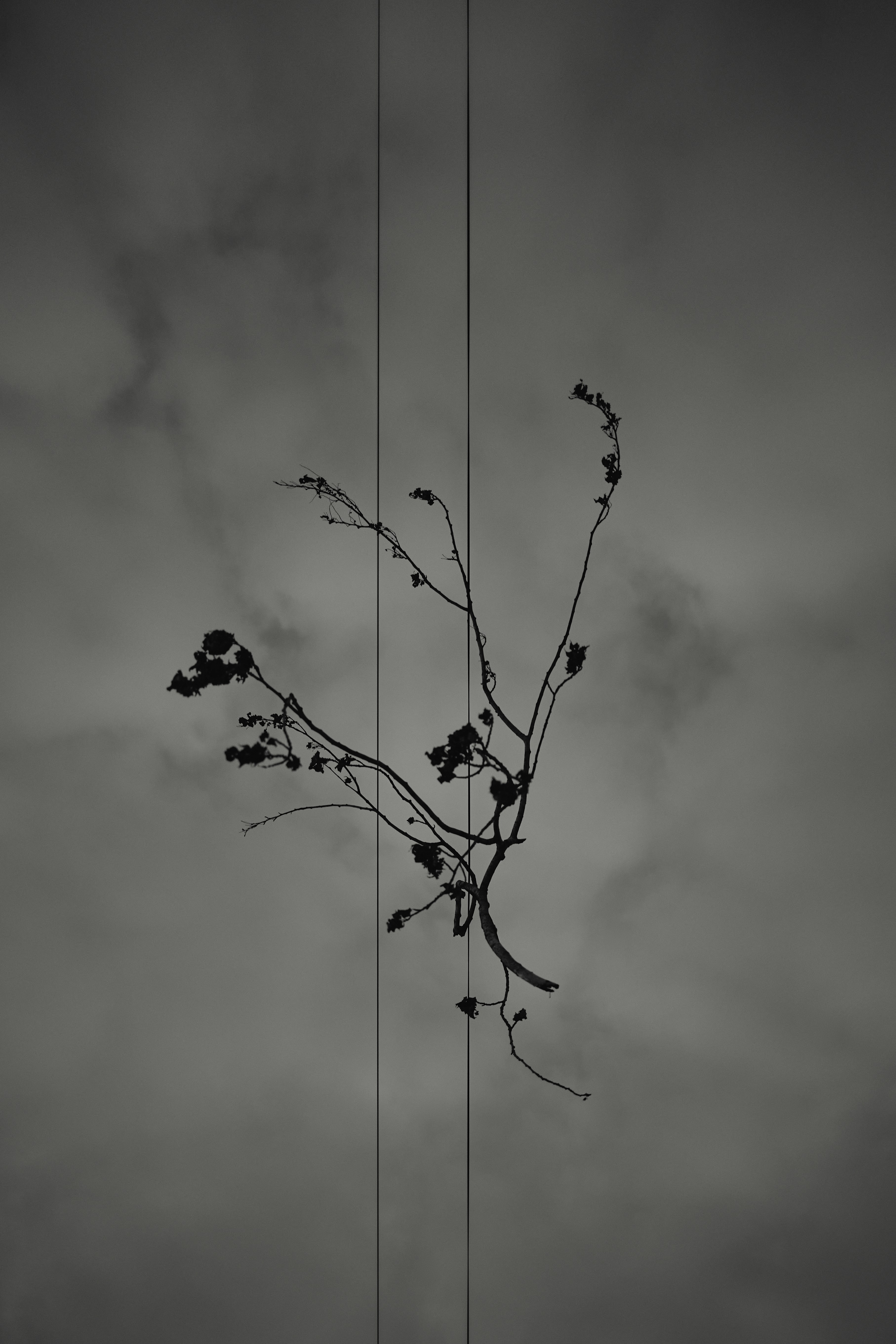 A single, slender branch with sparse leaves climbs against a moody, overcast sky; the composition emphasizes stark silhouette and negative space. (Black-and-white photograph).