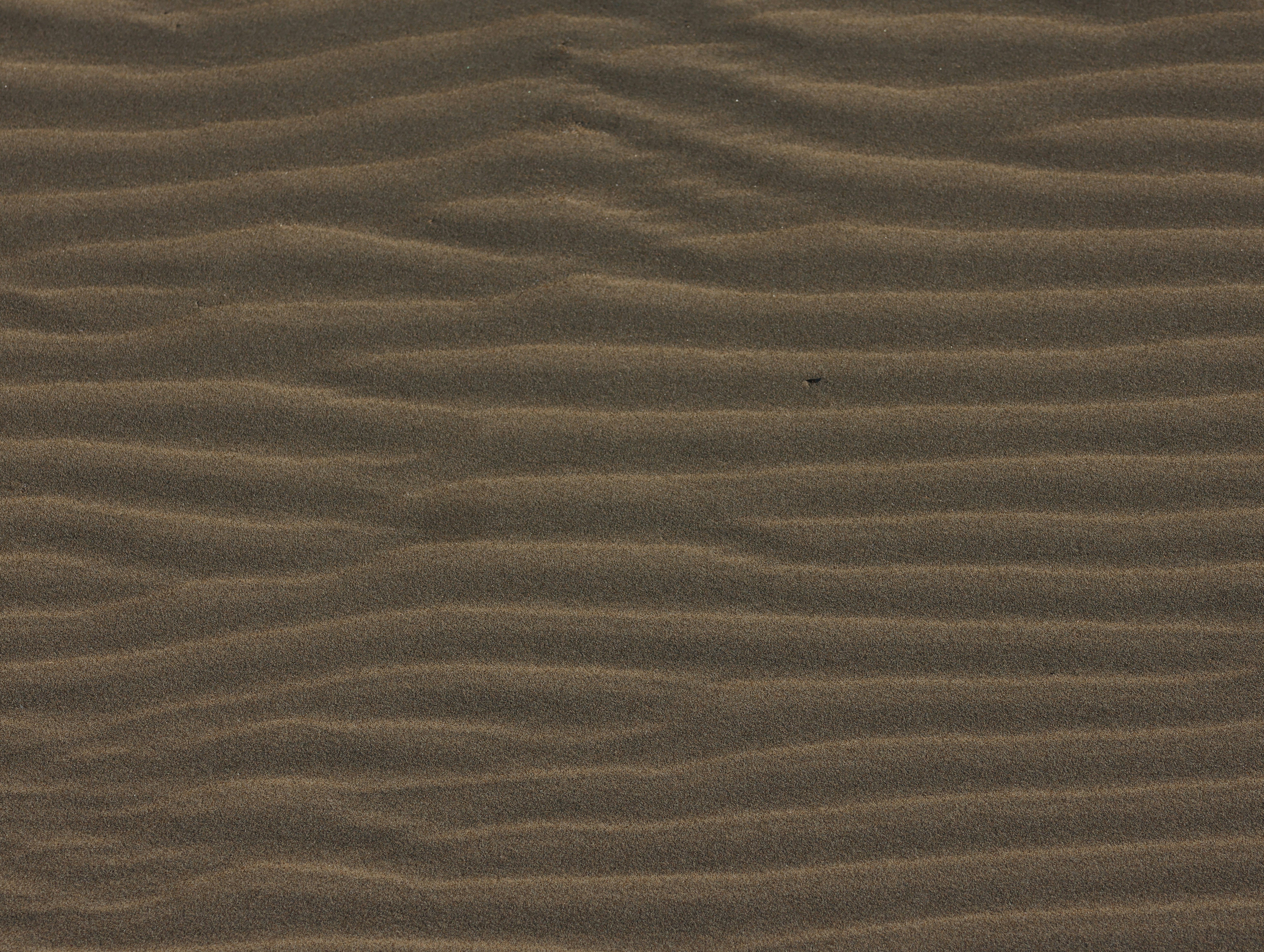 Ripple Silence: Wind-Carved Patterns Across Desolate Dunes