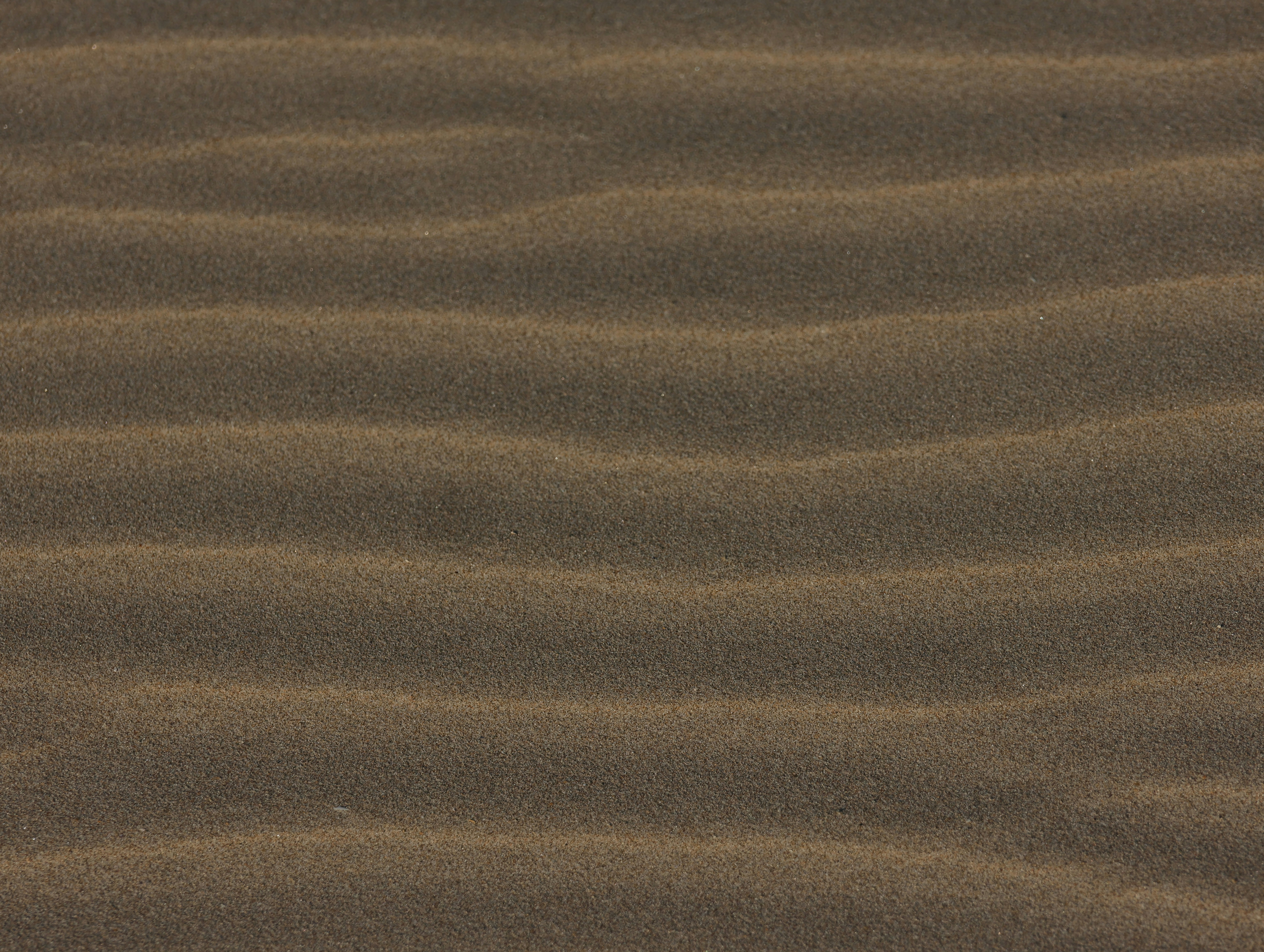 Waves of Quiet: Sand Ripples under Soft Light