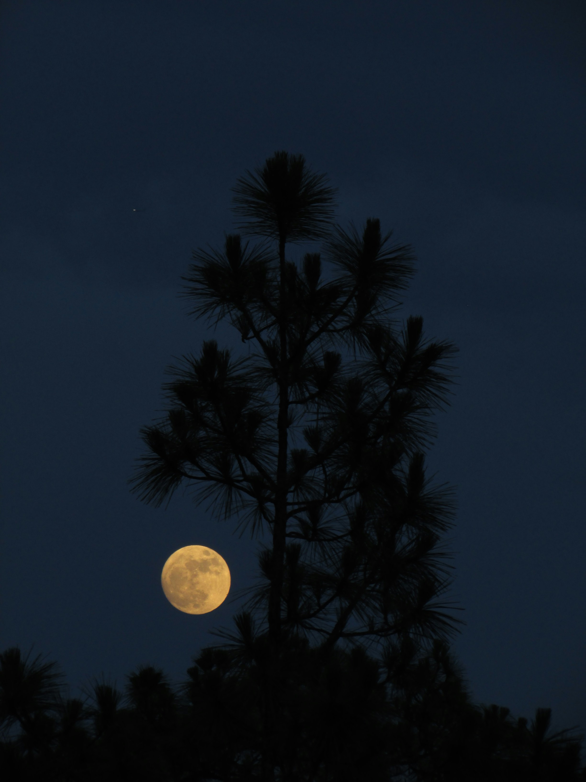 Moonrise Behind the Silhouette: Night Pines