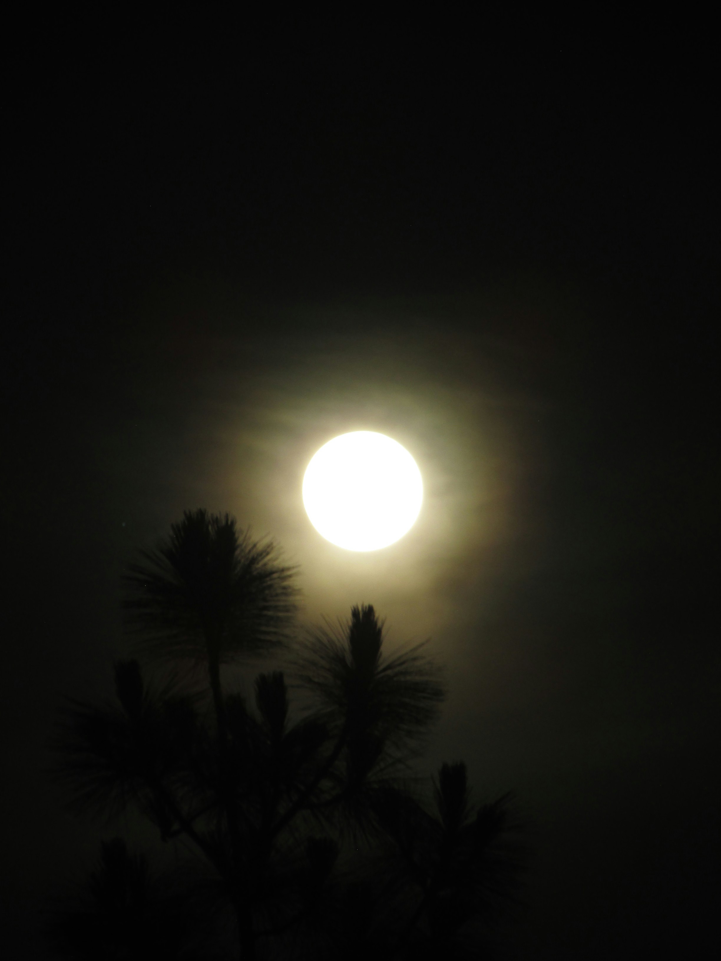 Moonlit Foliage: A Quiet Night with Silhouetted Pines