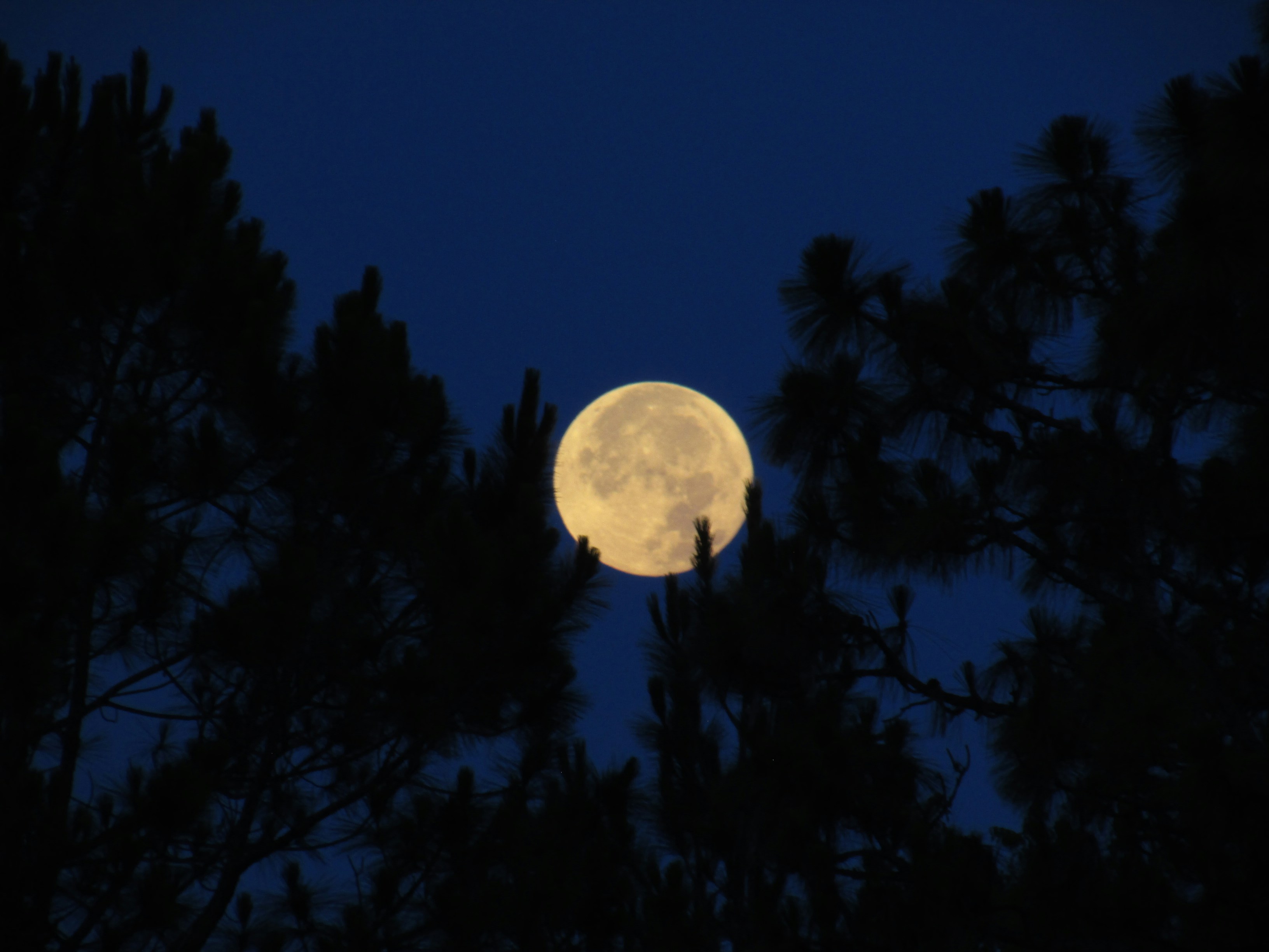 Moonrise Amid Pine Silhouettes