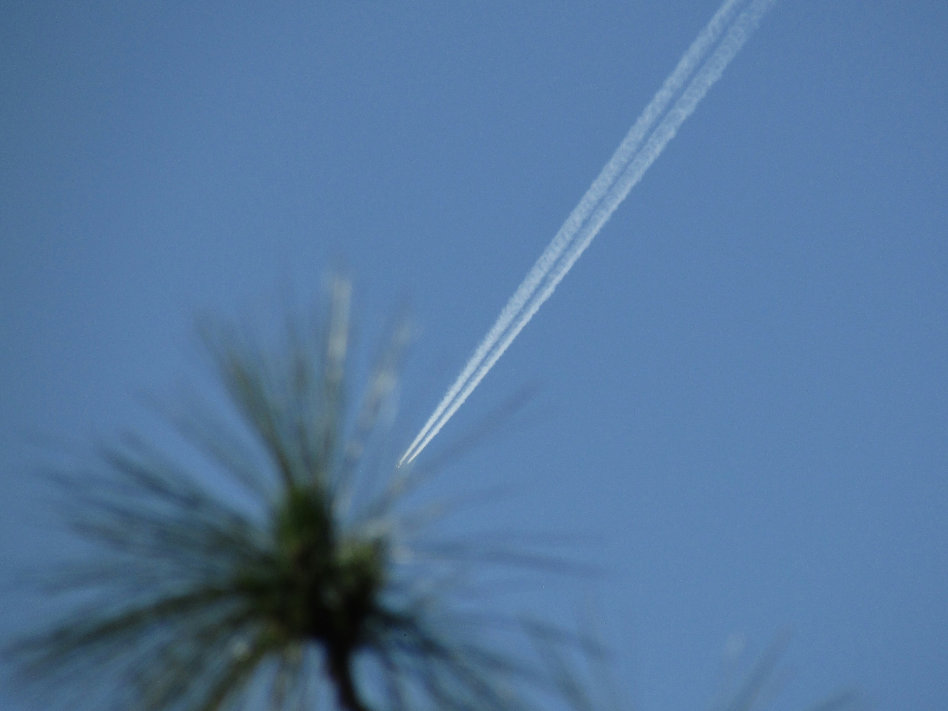 Jet Trails Across a Clear Sky Over a Blurred Palm