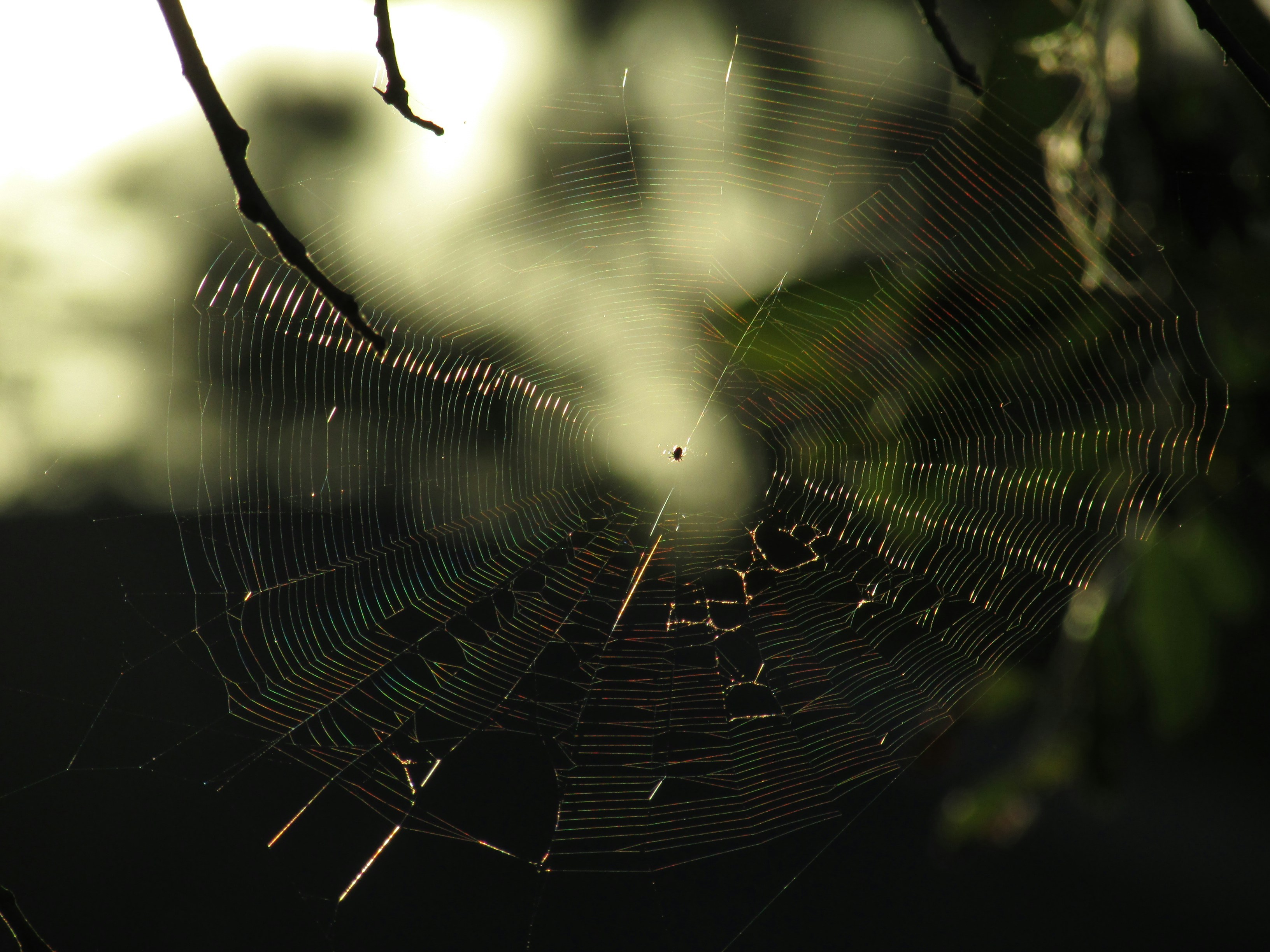 Gossamer Compass: Spider Web in a Backlit Dawn
