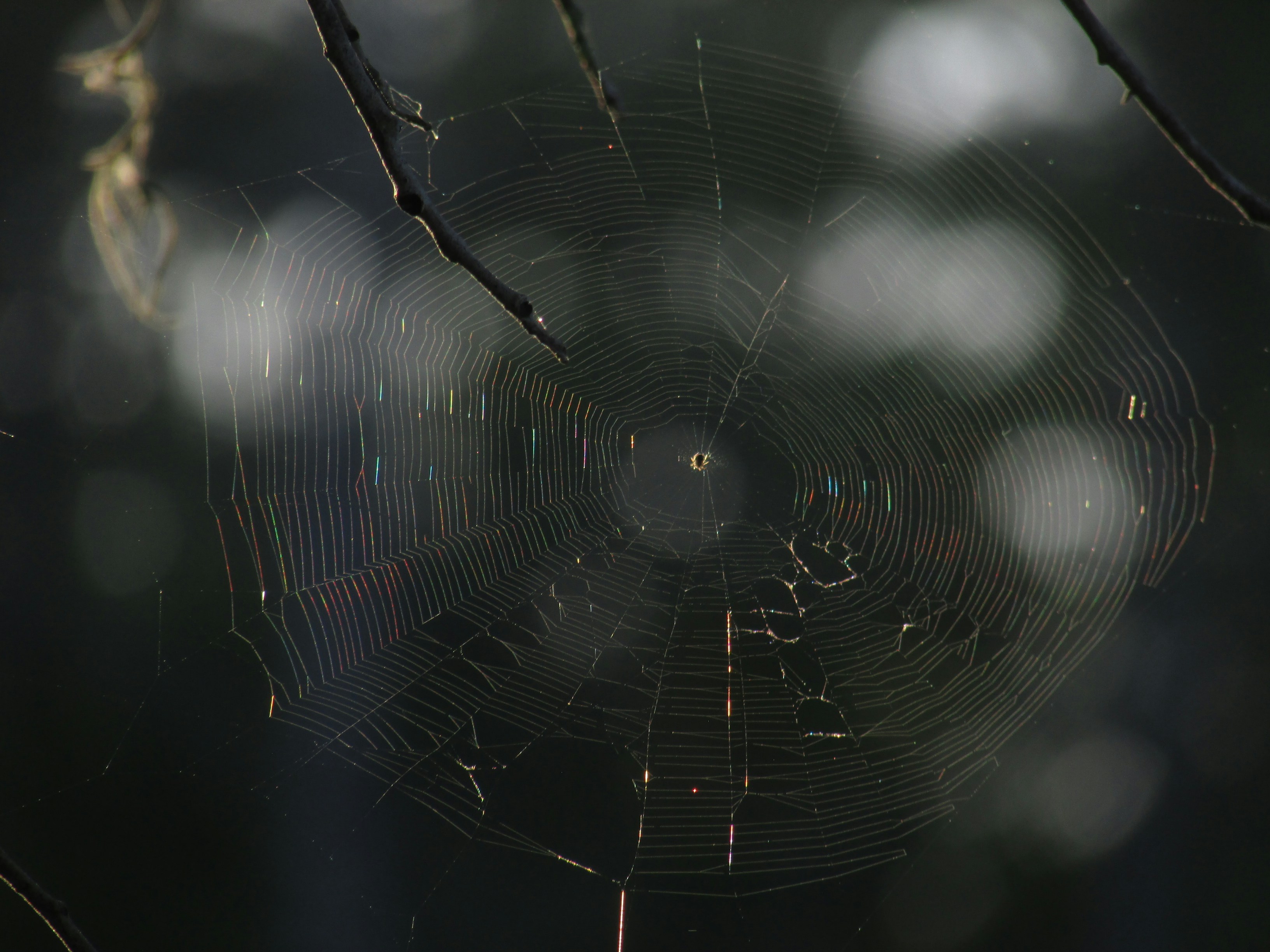 Web of Night: a spider’s artistry in a dew-dusted dawn
