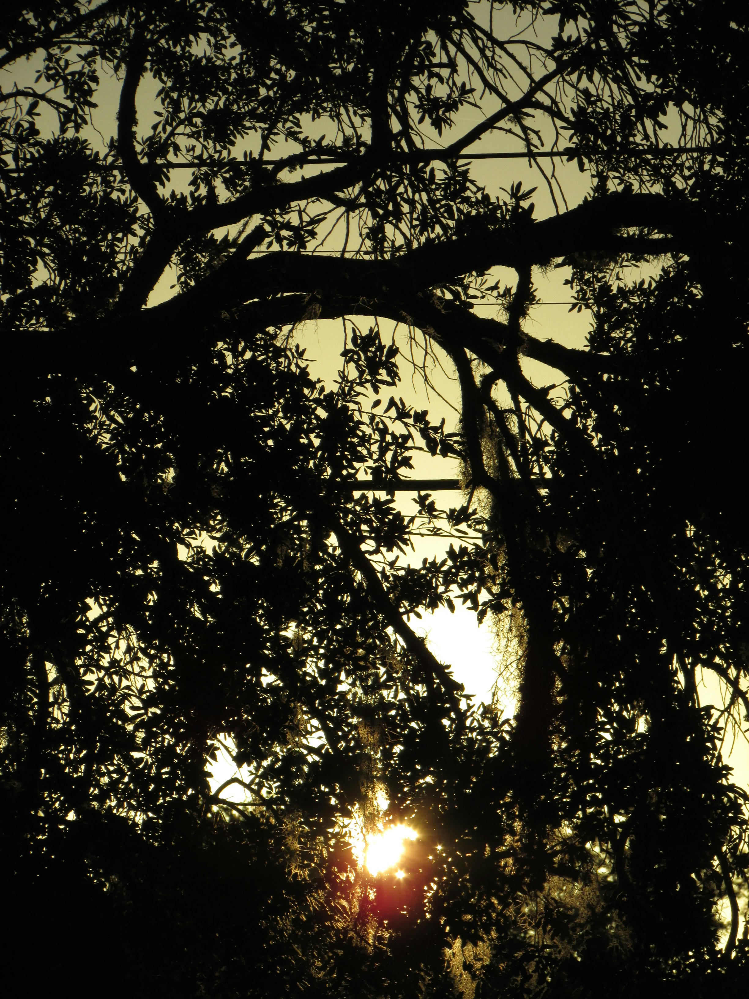Sun Amidst the Silhouetted Canopy