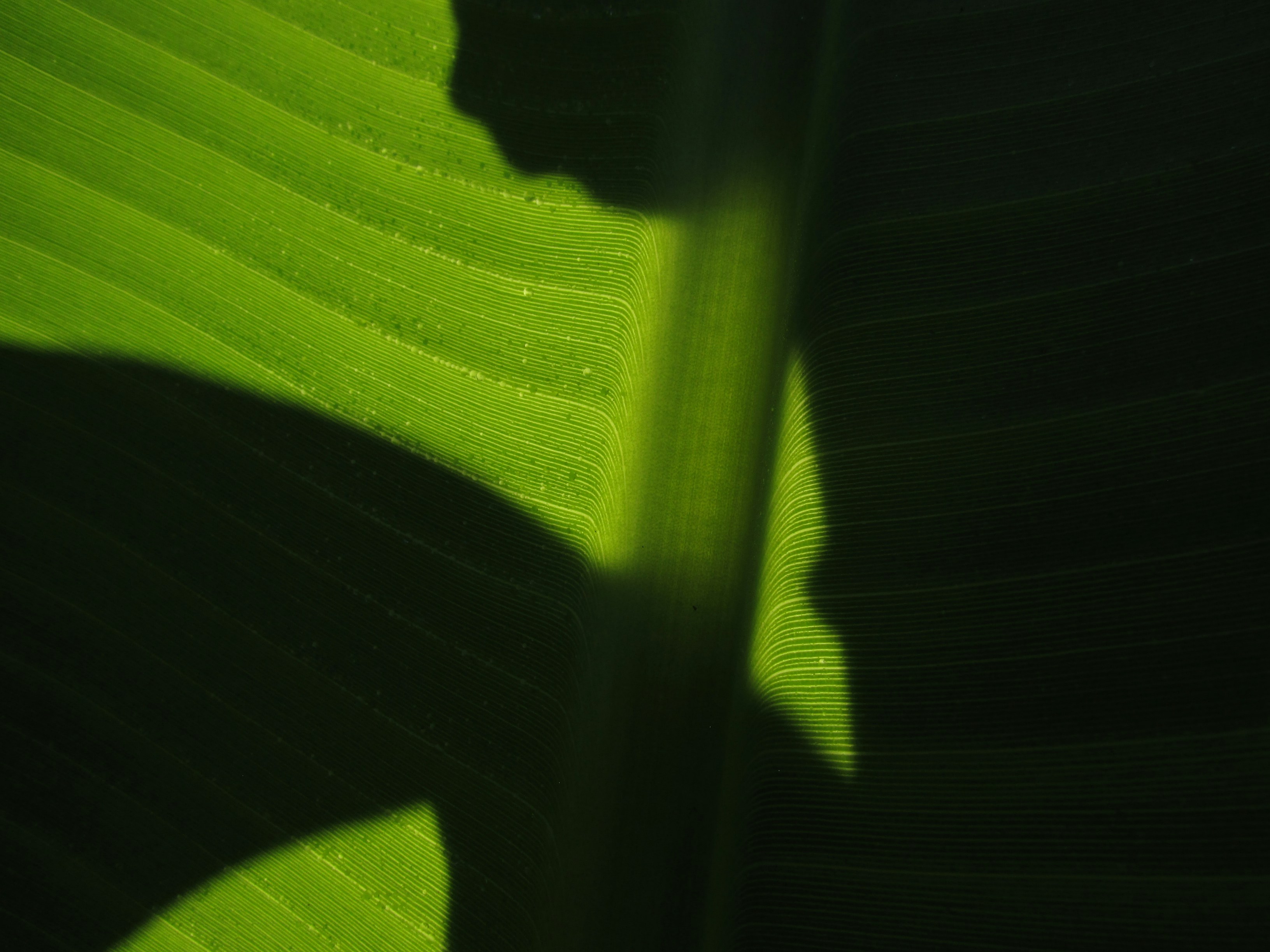 Shadowed Green Vein: A Leaf’s Silent Contrast